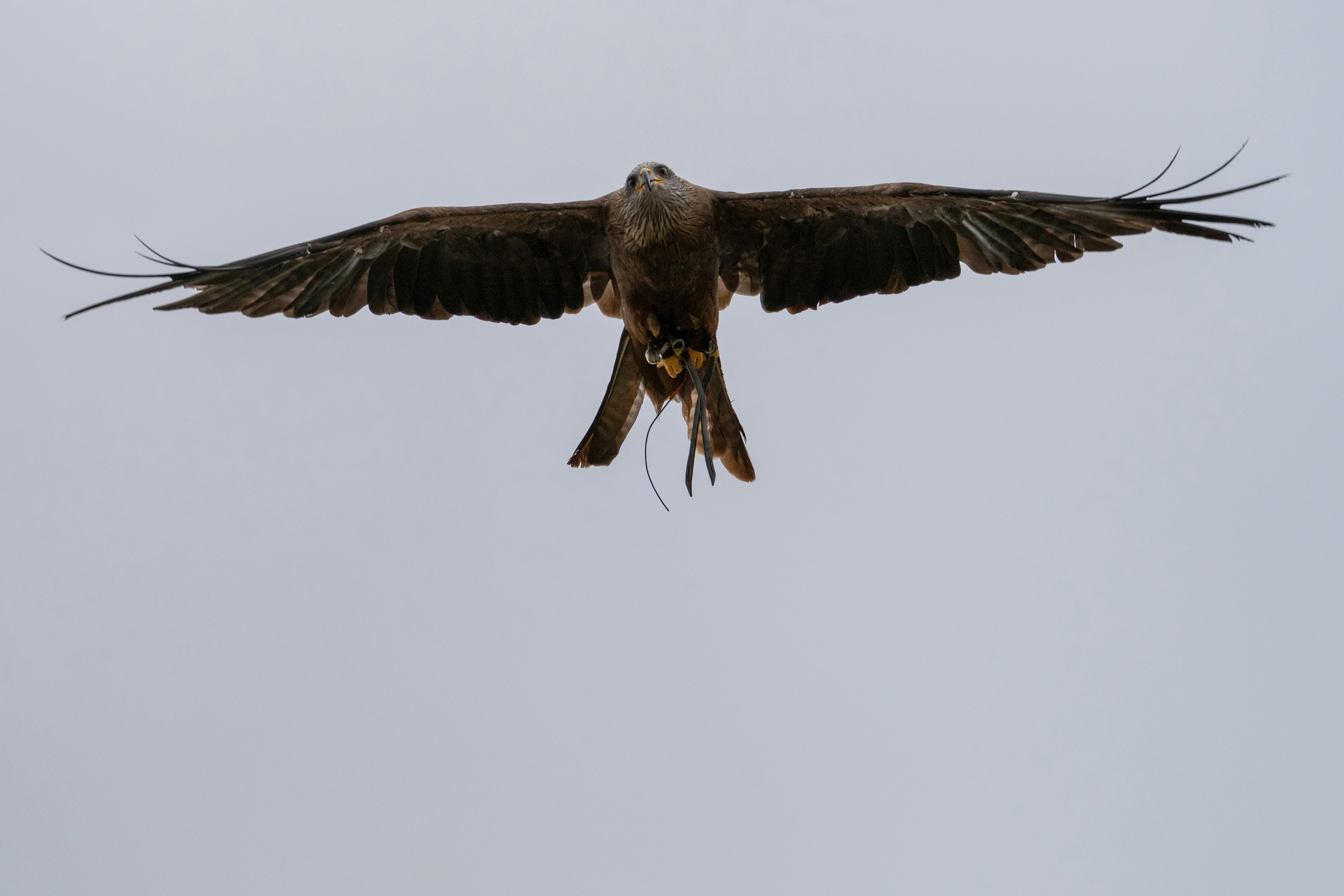 Midair Harrier: A Peregrine-like silhouette scales the sky with outstretched wings