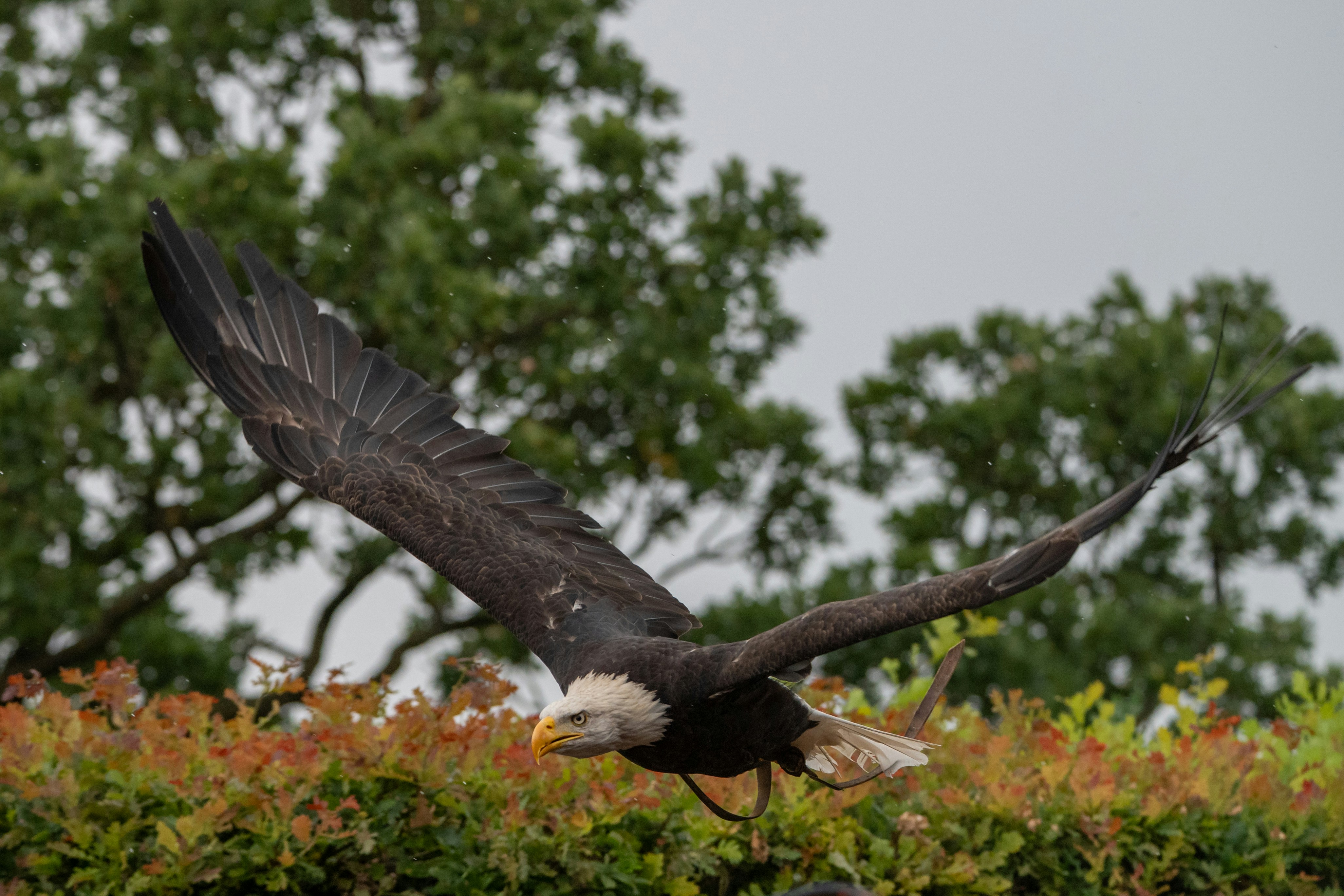 A Bald Eagle Breaks Toward the Horizon Above Autumnal Scrub