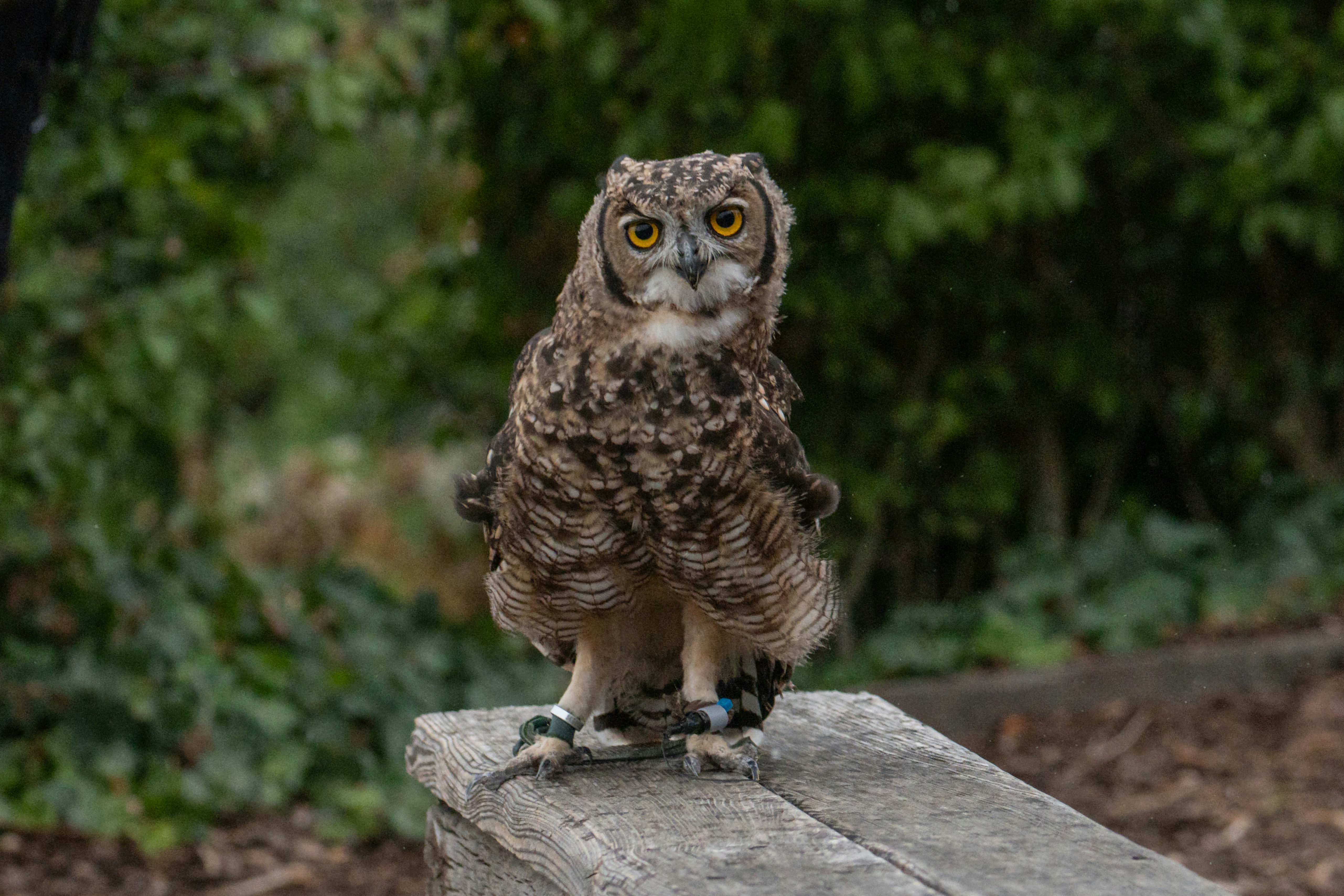 The Watchful Owl on the Weathered Rail