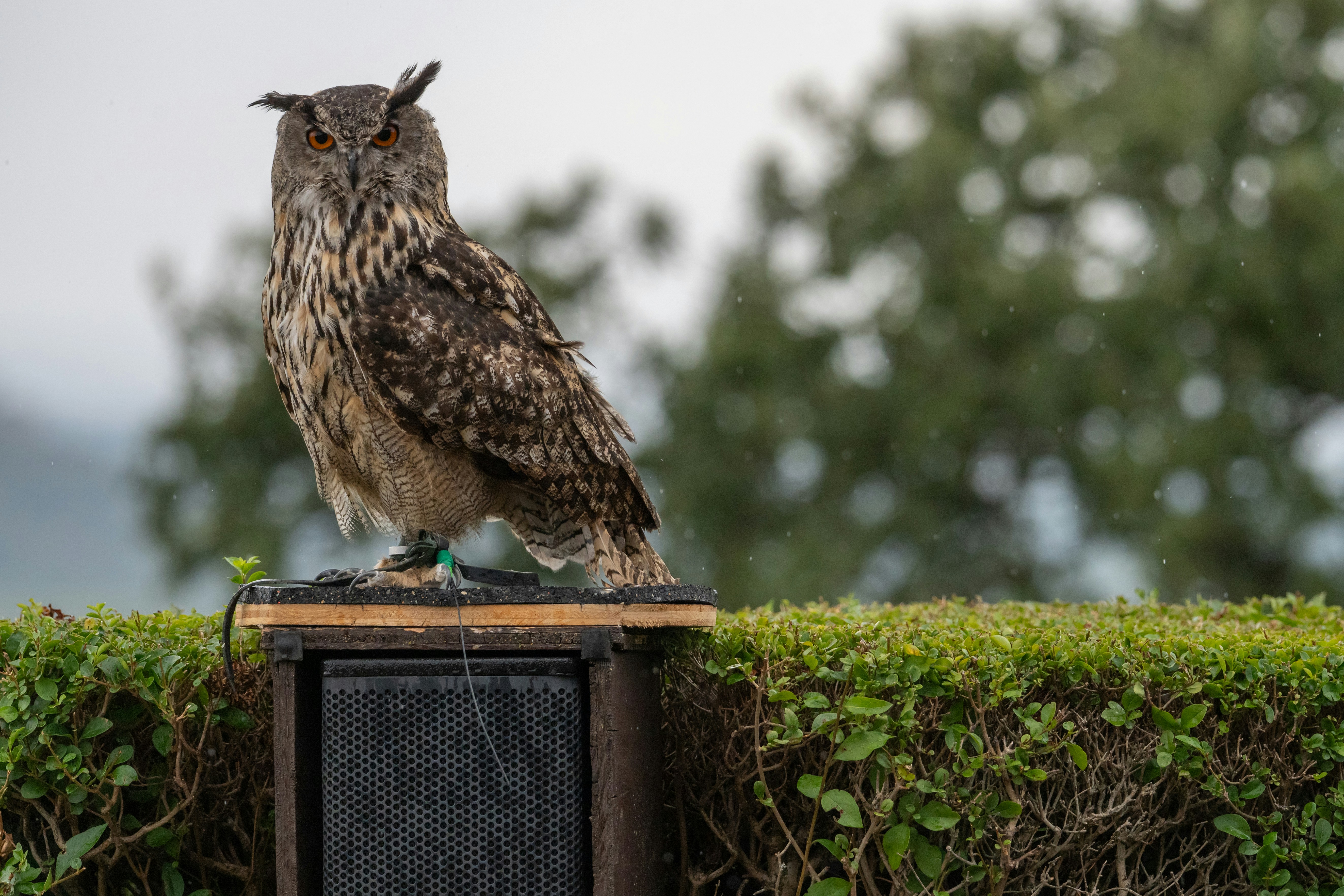 Nocturnal Watcher: An Owl Perched on a Speaker