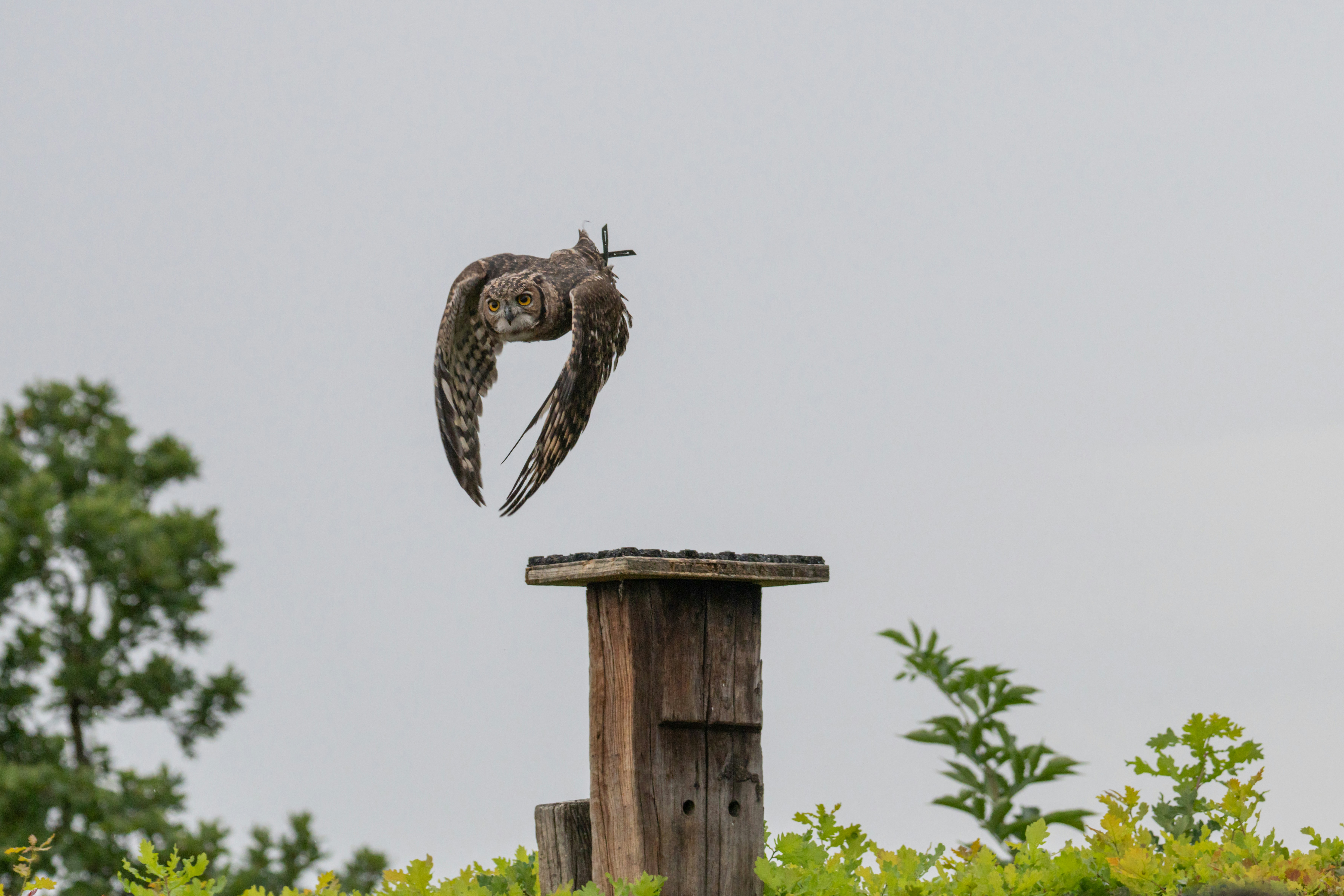 Midair Harrier: Tawny Owl-like Falconer in Flight