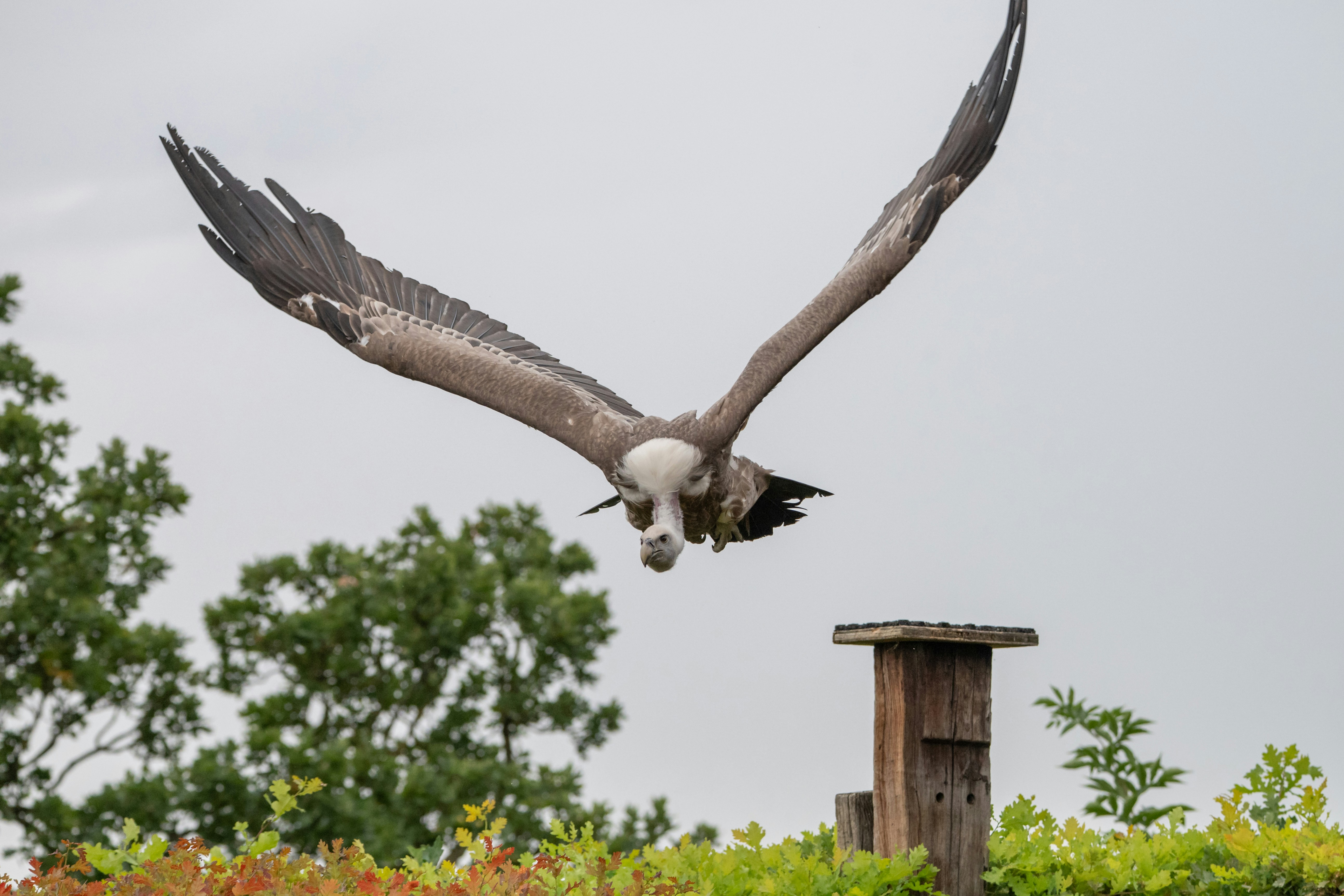 Midflight Wake: A Peregrine Glides Toward a Wooden Perch