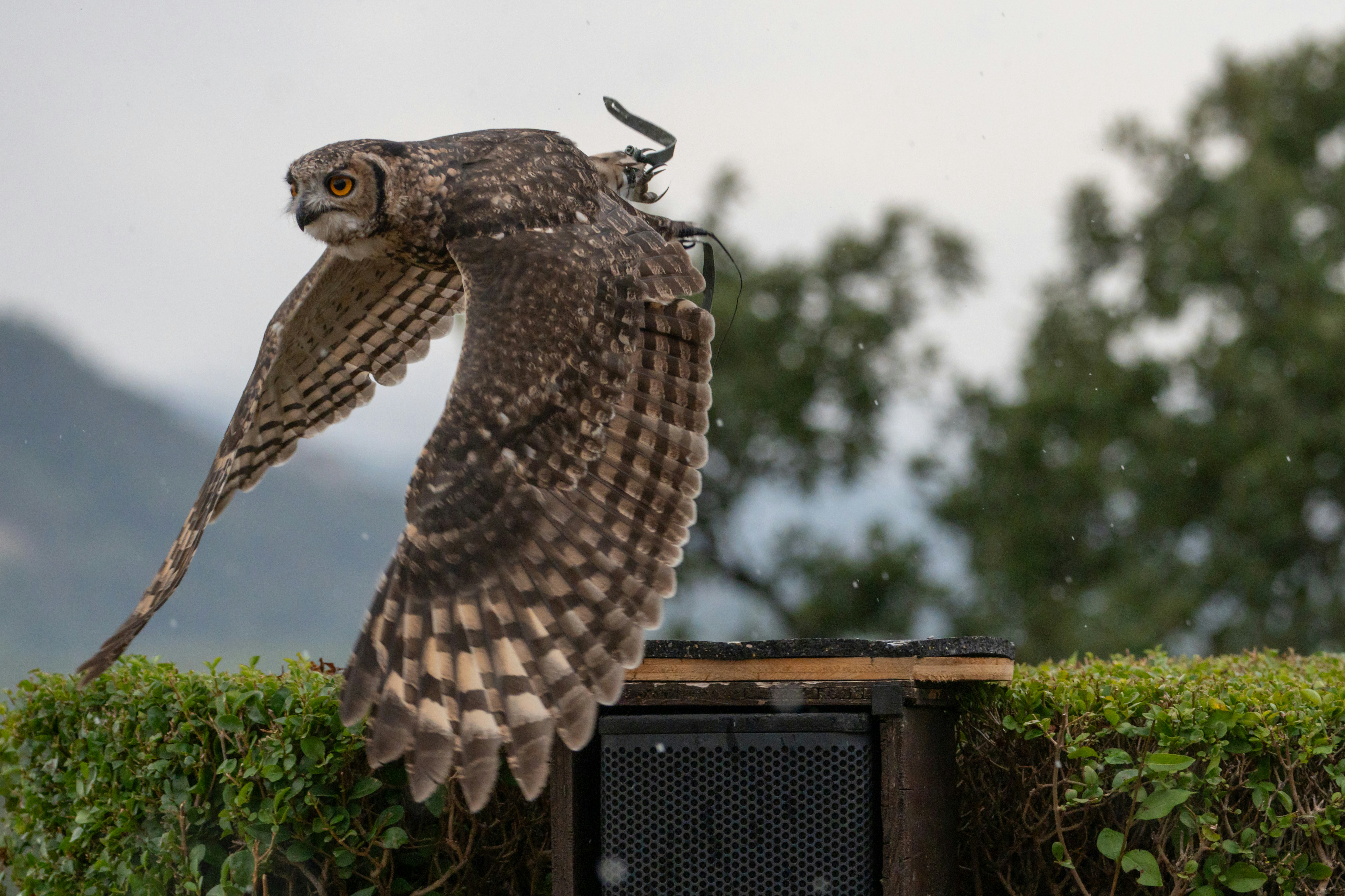 Midflight Watcher: Owl Emerges from Hedge Perch