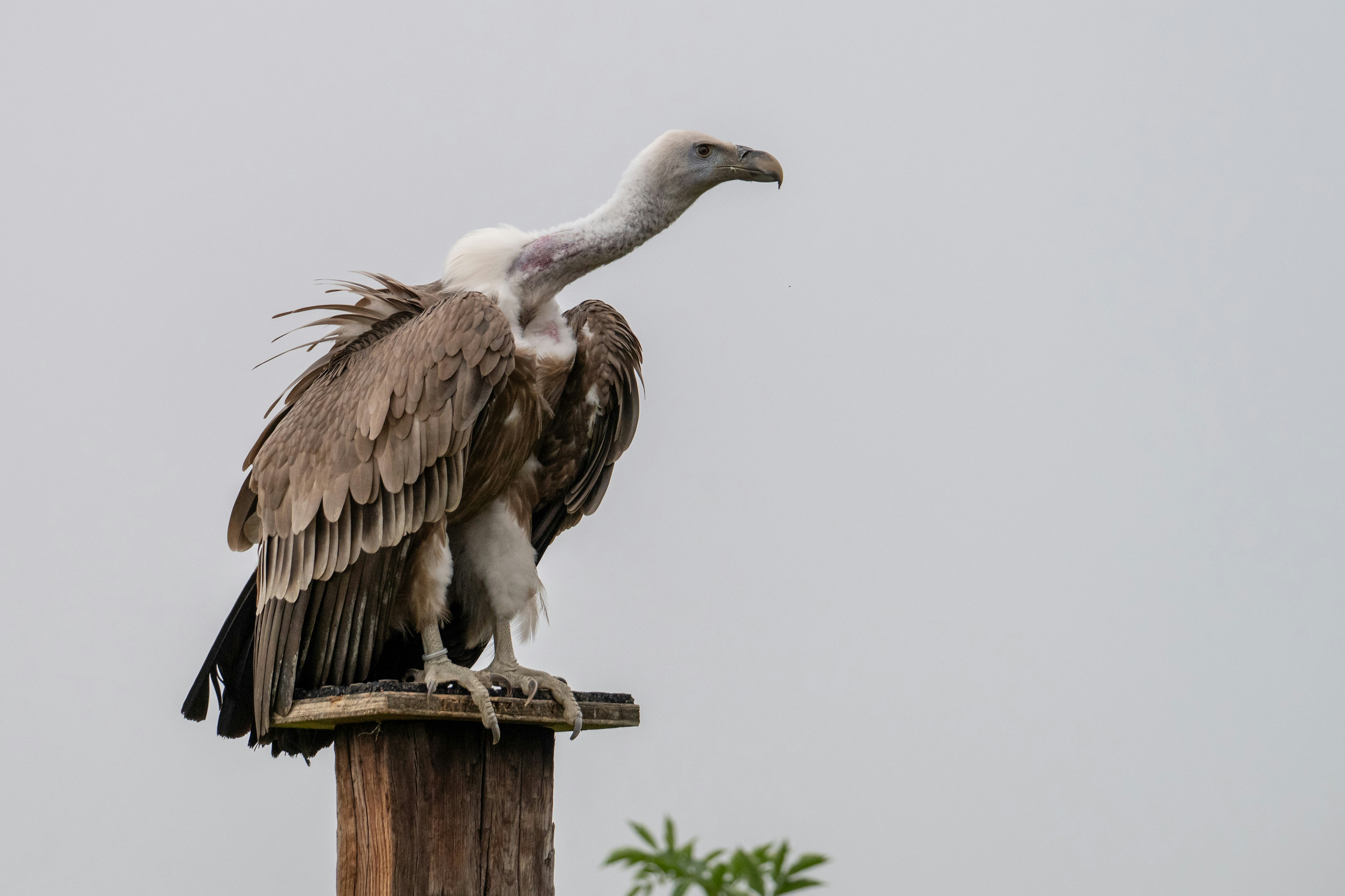 Raptor Perch: A vagrant eagle surveys the horizon from a weathered post