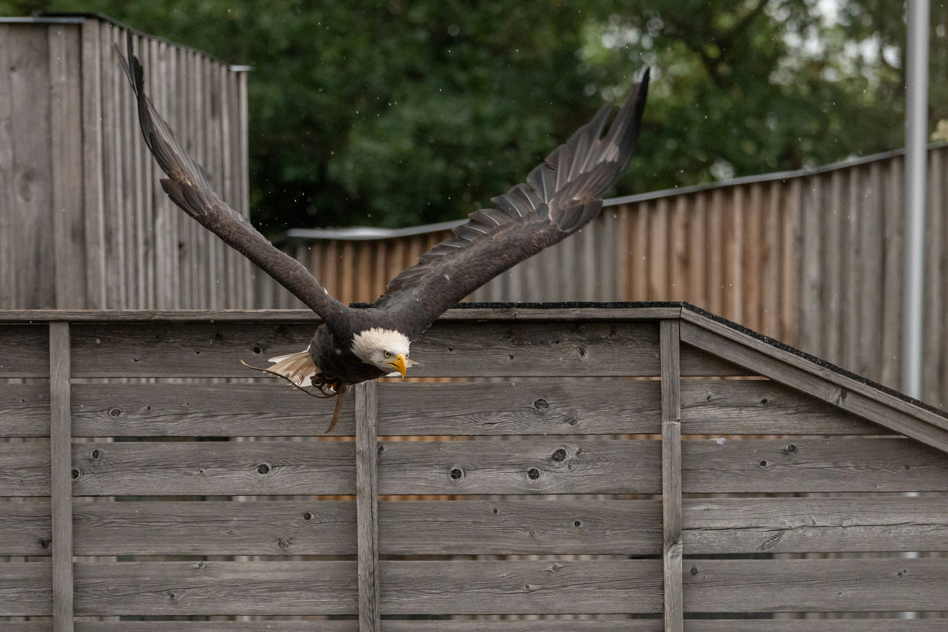 Raptor in Transit: Wings Span the Weathered Fence