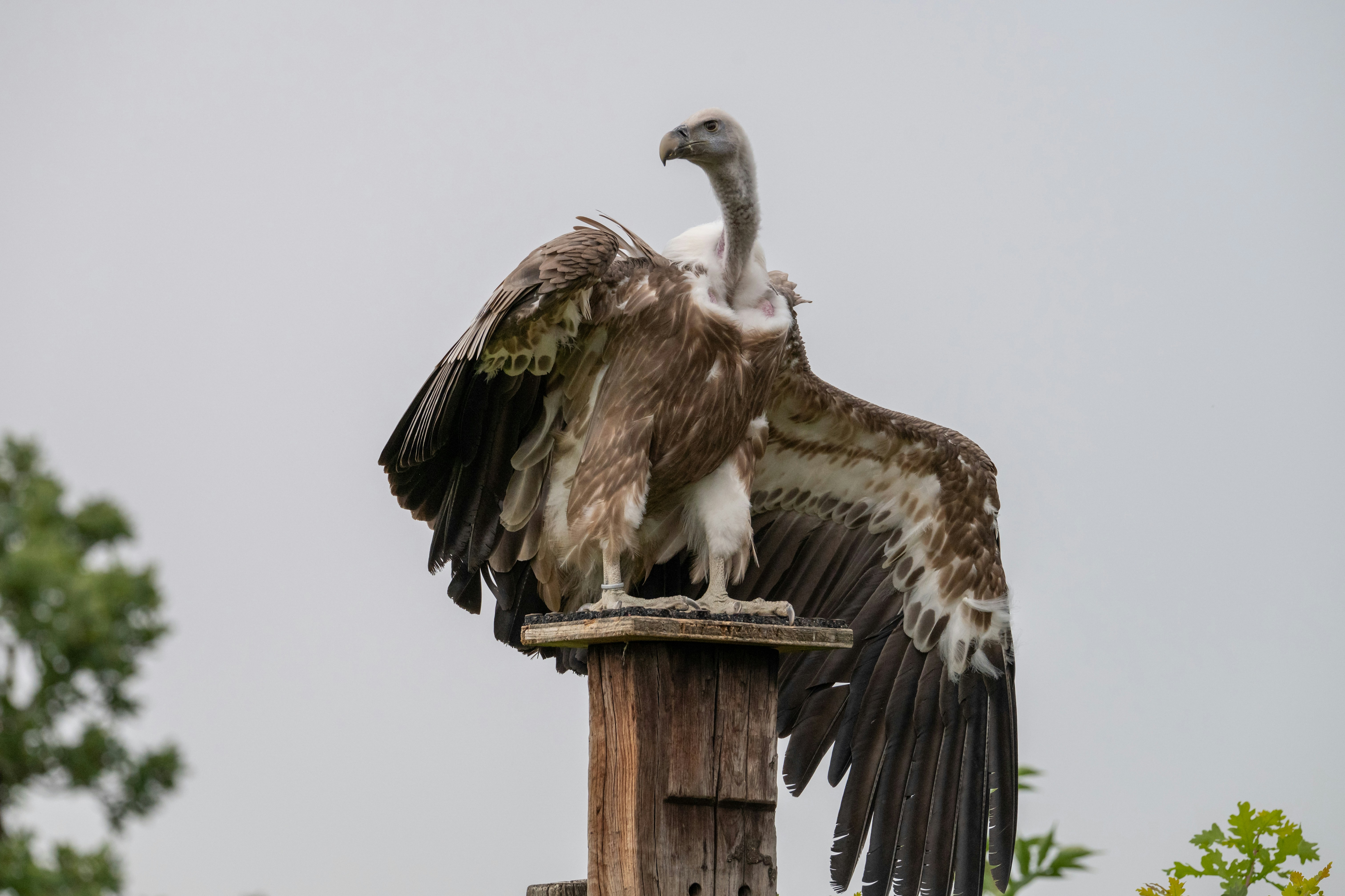 Perched Wingspread: A Vulture Unfurls Across a Wooden Post