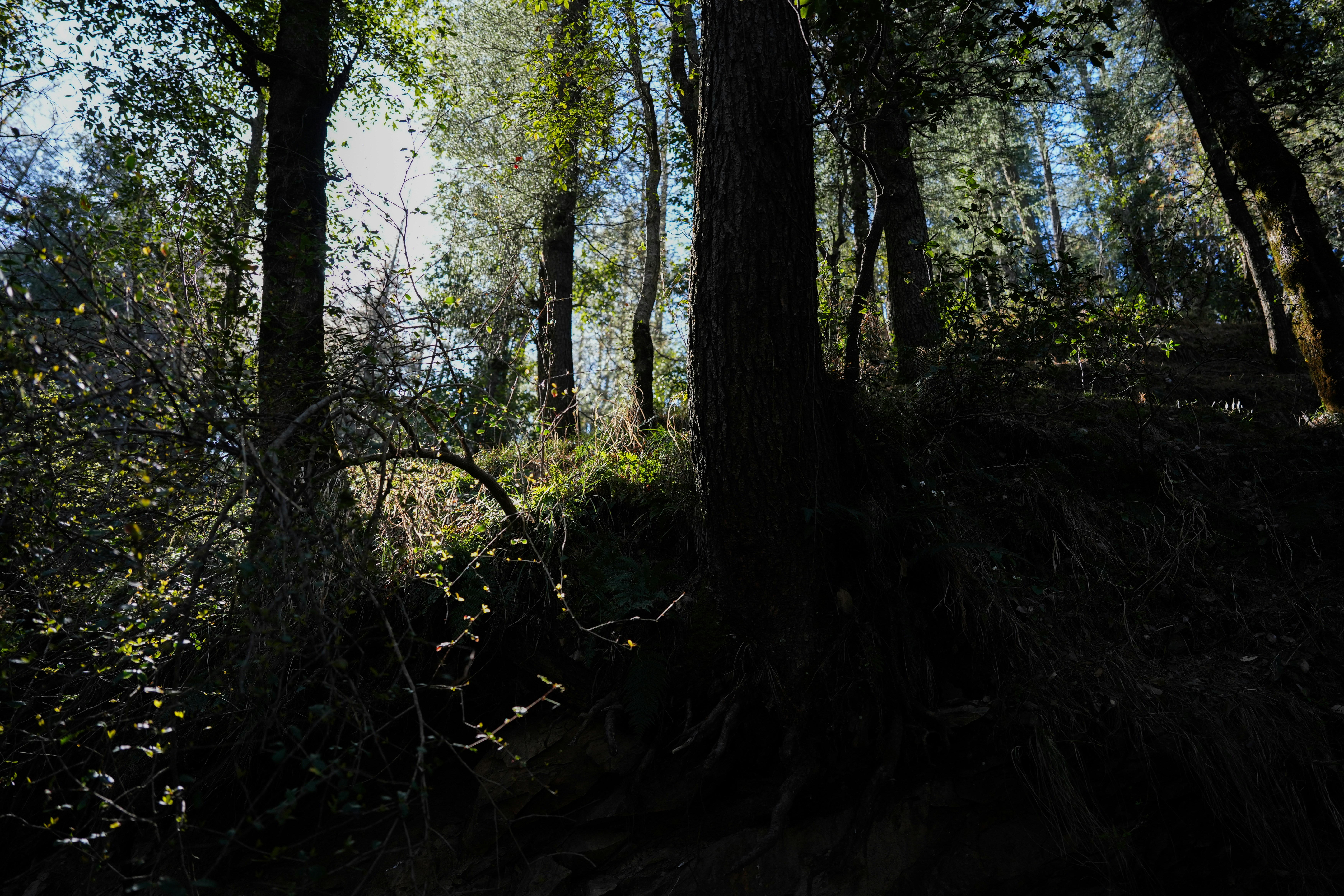 Dappled Summit: Sunlit Trees Against a Shadowed Forest Floor