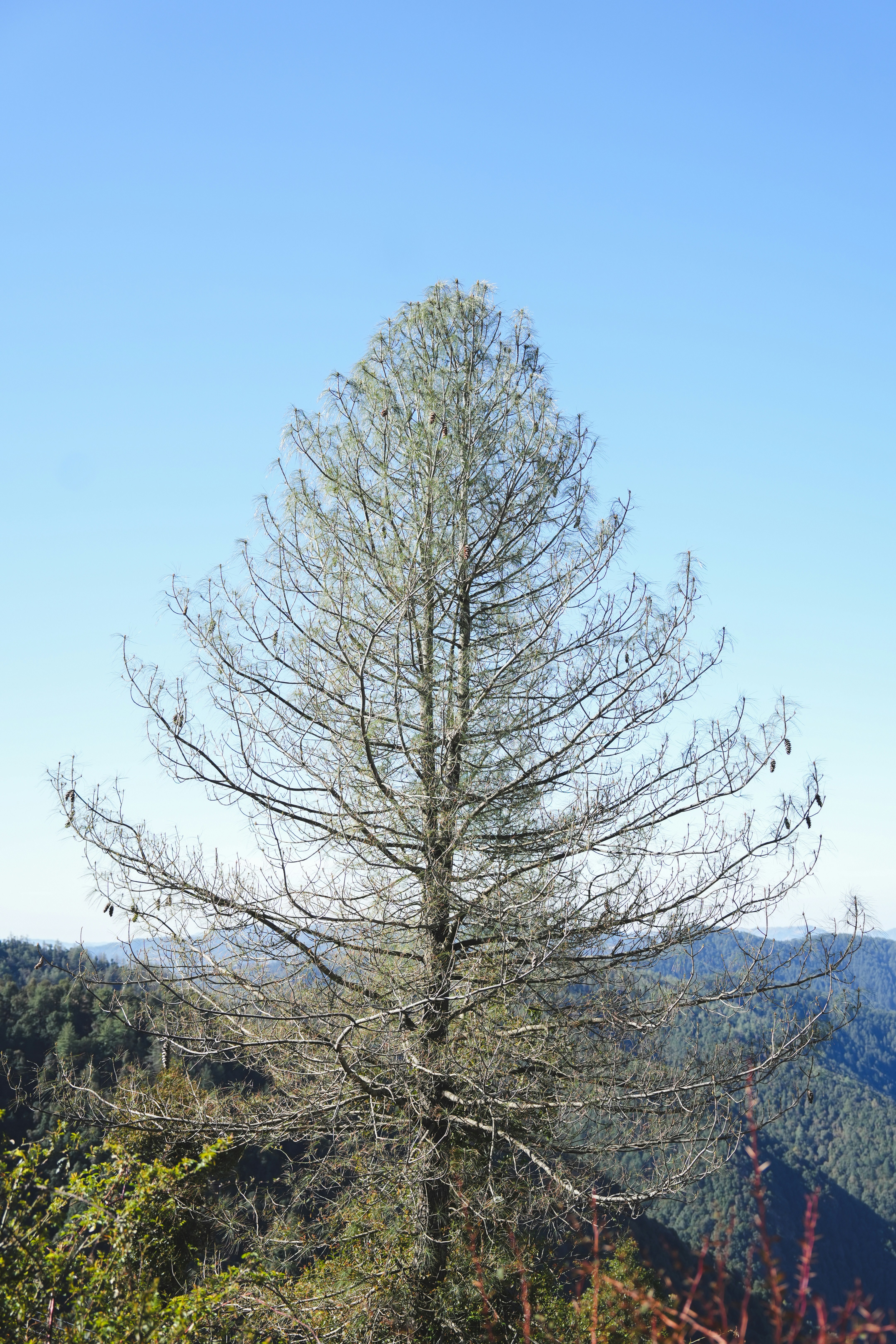 Arboreal Sentinel: The Lone Bare Tree Against a Mountain Backdrop