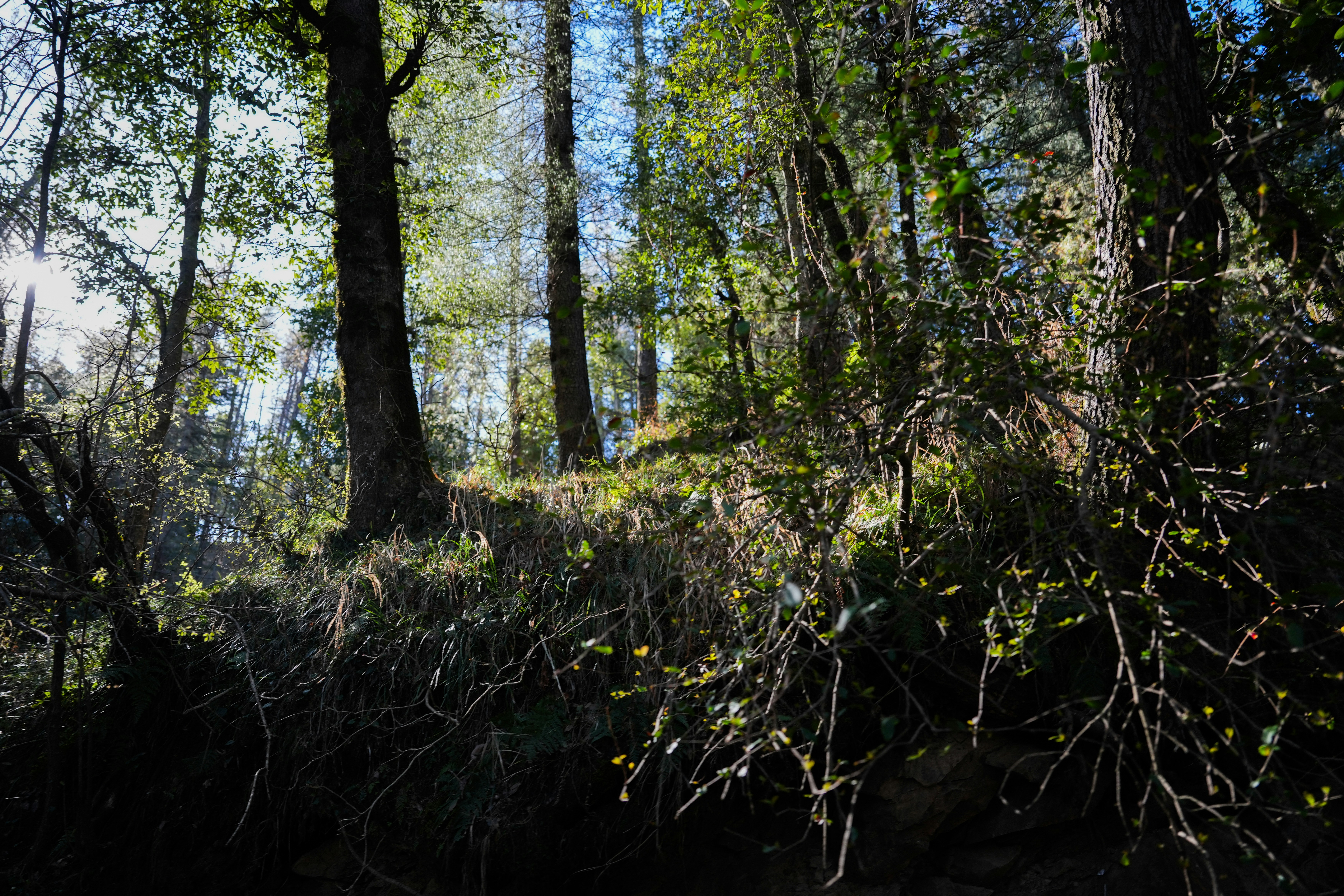 A dark woodland scene where sunlight breaks through the trees, creating strong contrast and texture.