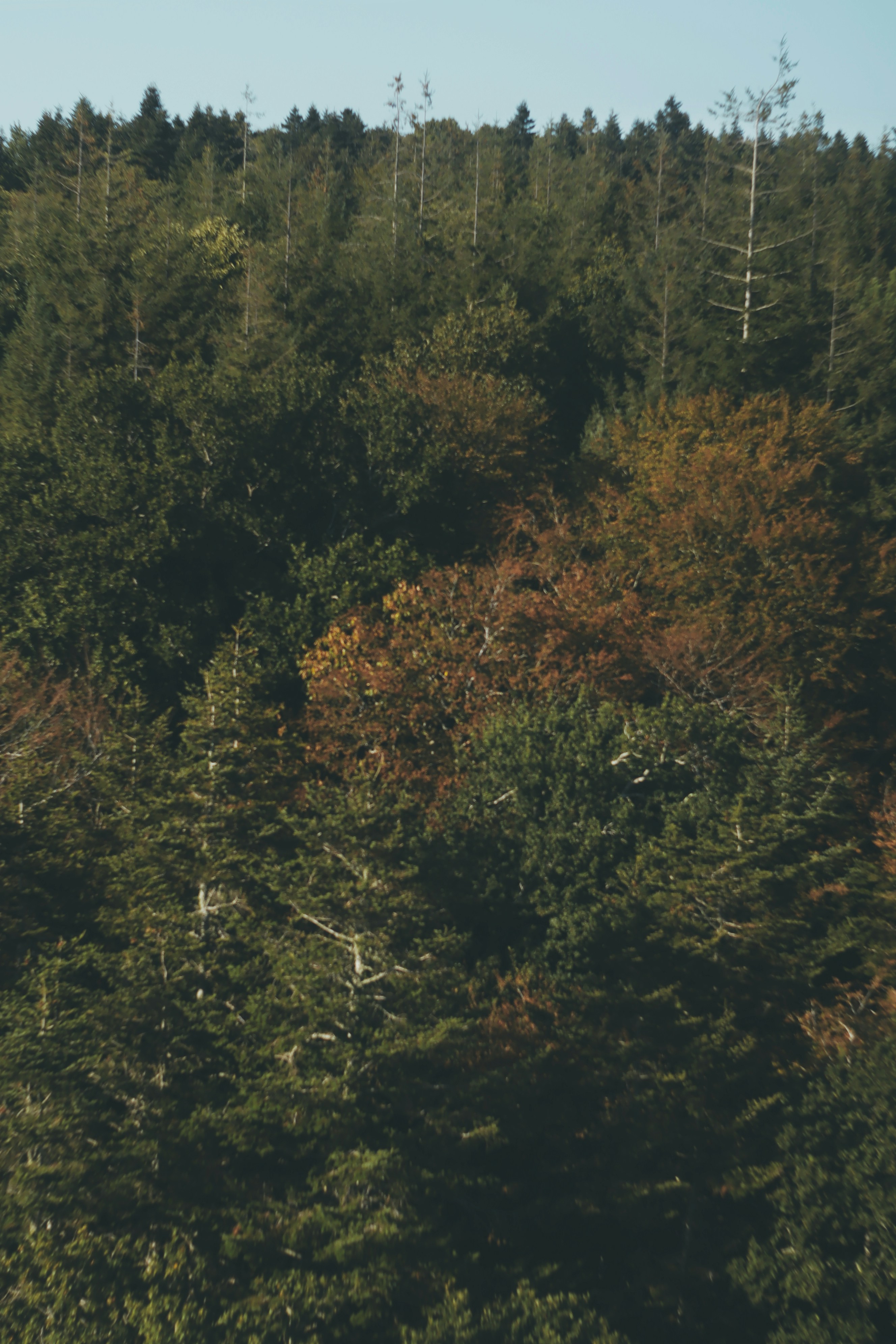Autumn Canopy: Quiet Ridge of Color and Pine