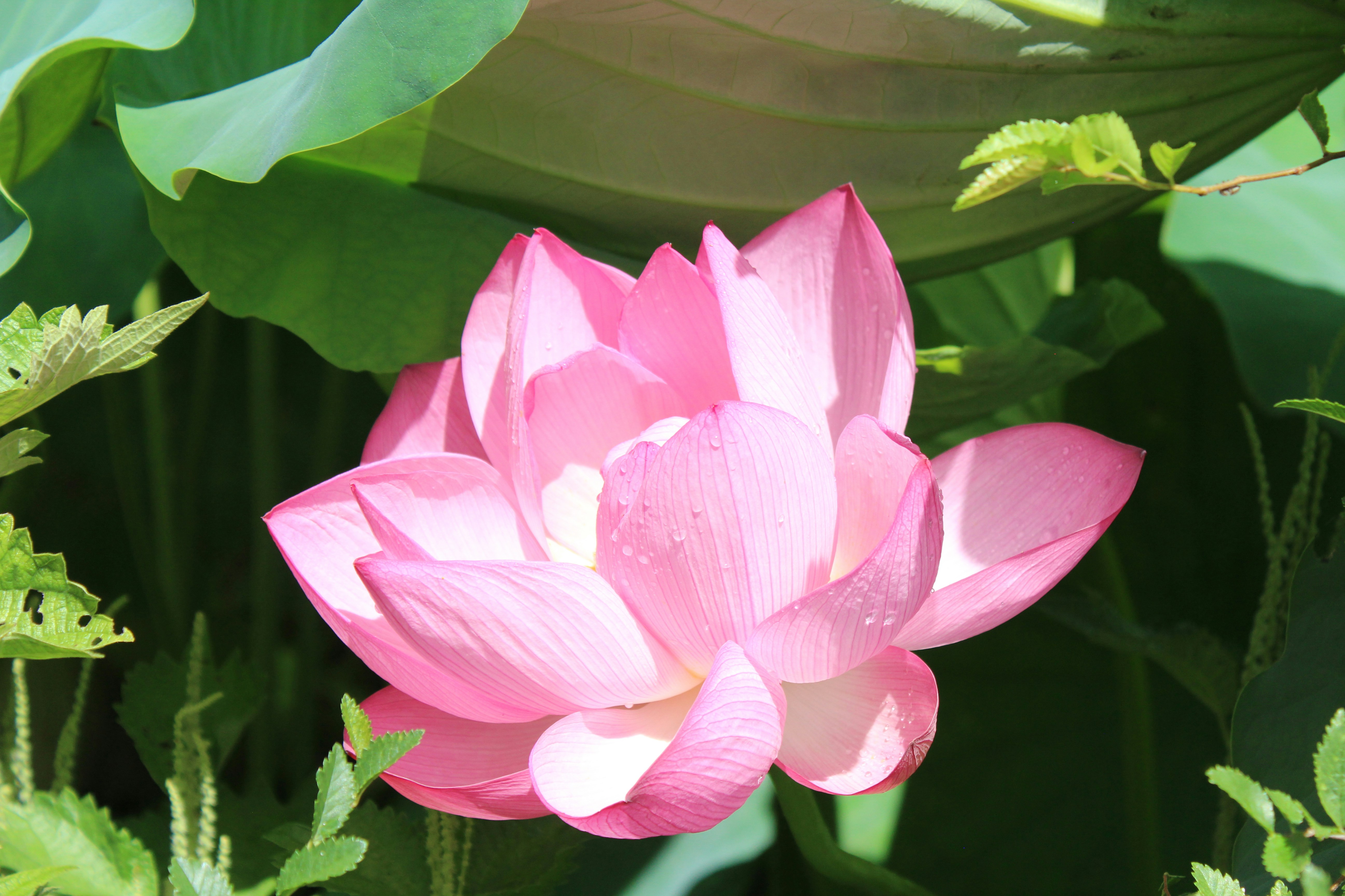 A vibrant pink lotus flower covered in delicate water droplets, blooming among lush green leaves in a pond. The soft natural light highlights the flower’s layered petals and creates a peaceful, serene atmosphere.