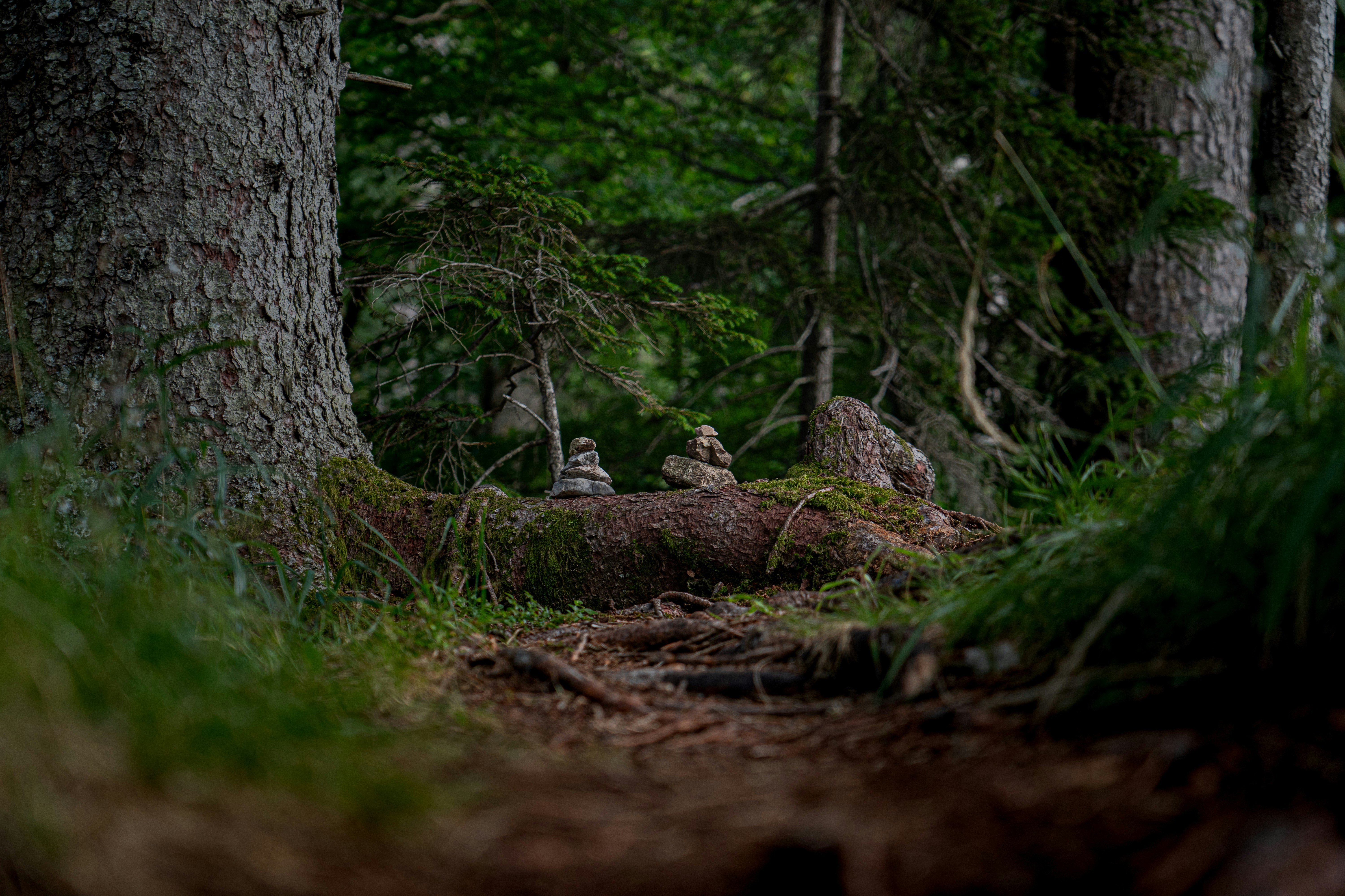 Stone Crickets on a Log: Quiet Symmetry in the Forest