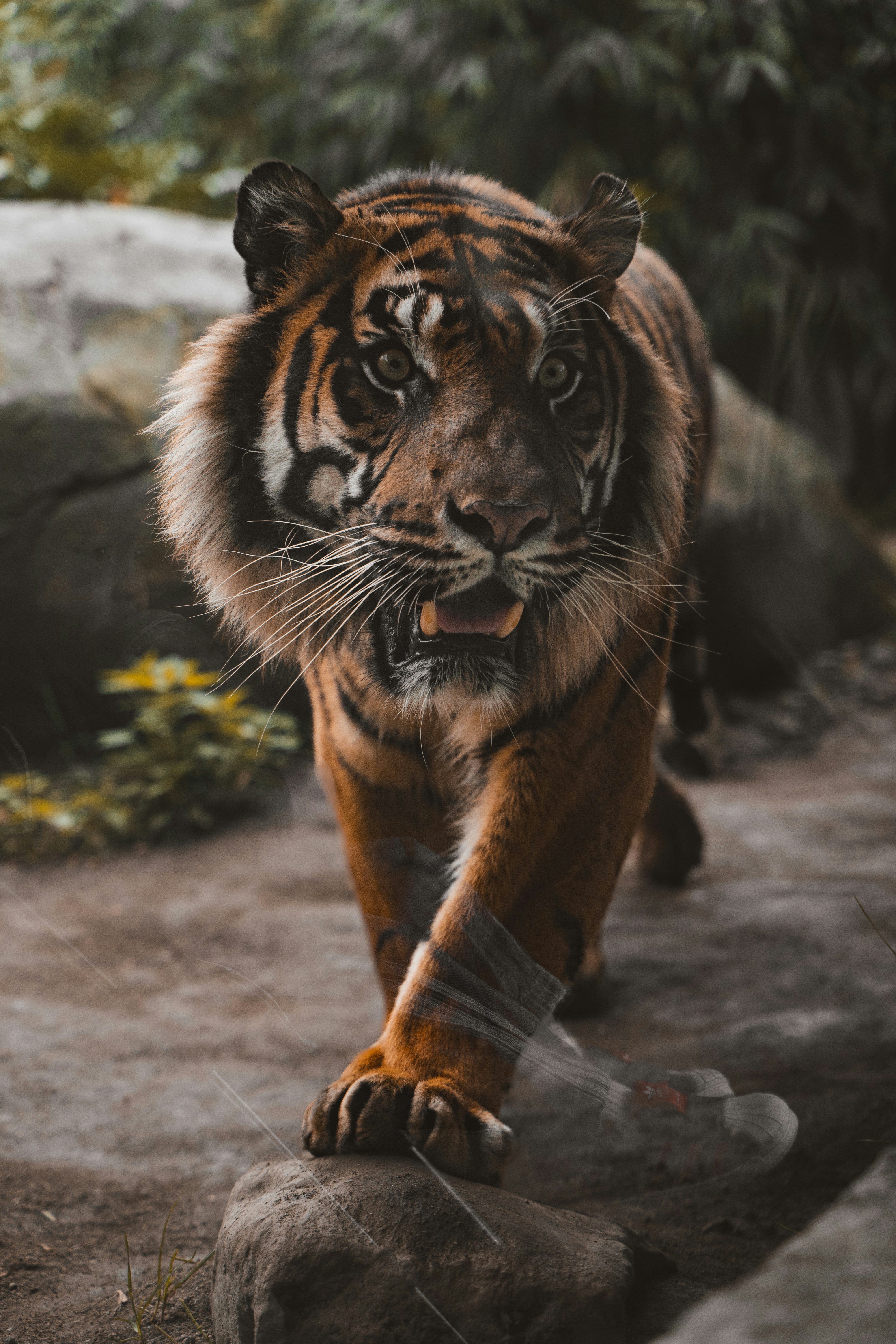 Approaching Specter: A Tiger Stalks the Trail