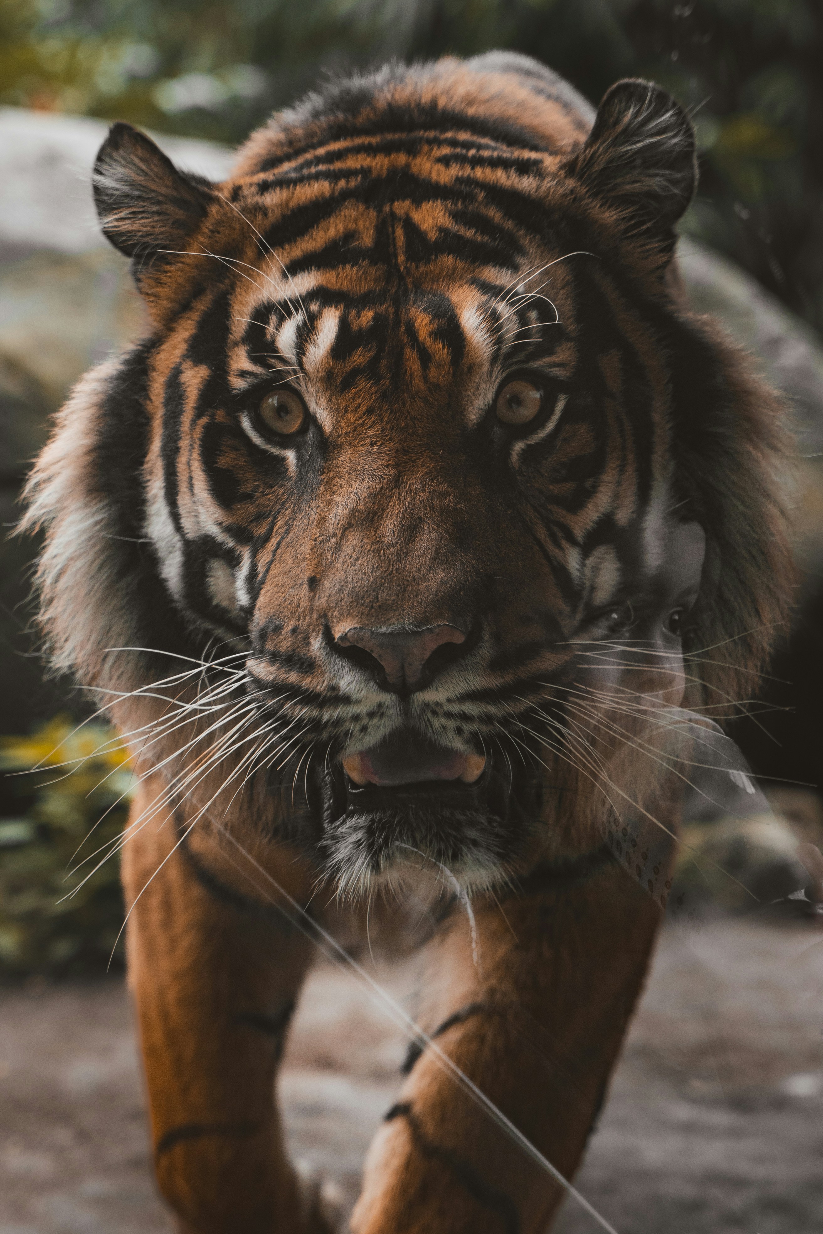 Close-Quarters Stare: Tiger's Gaze at the Lens
