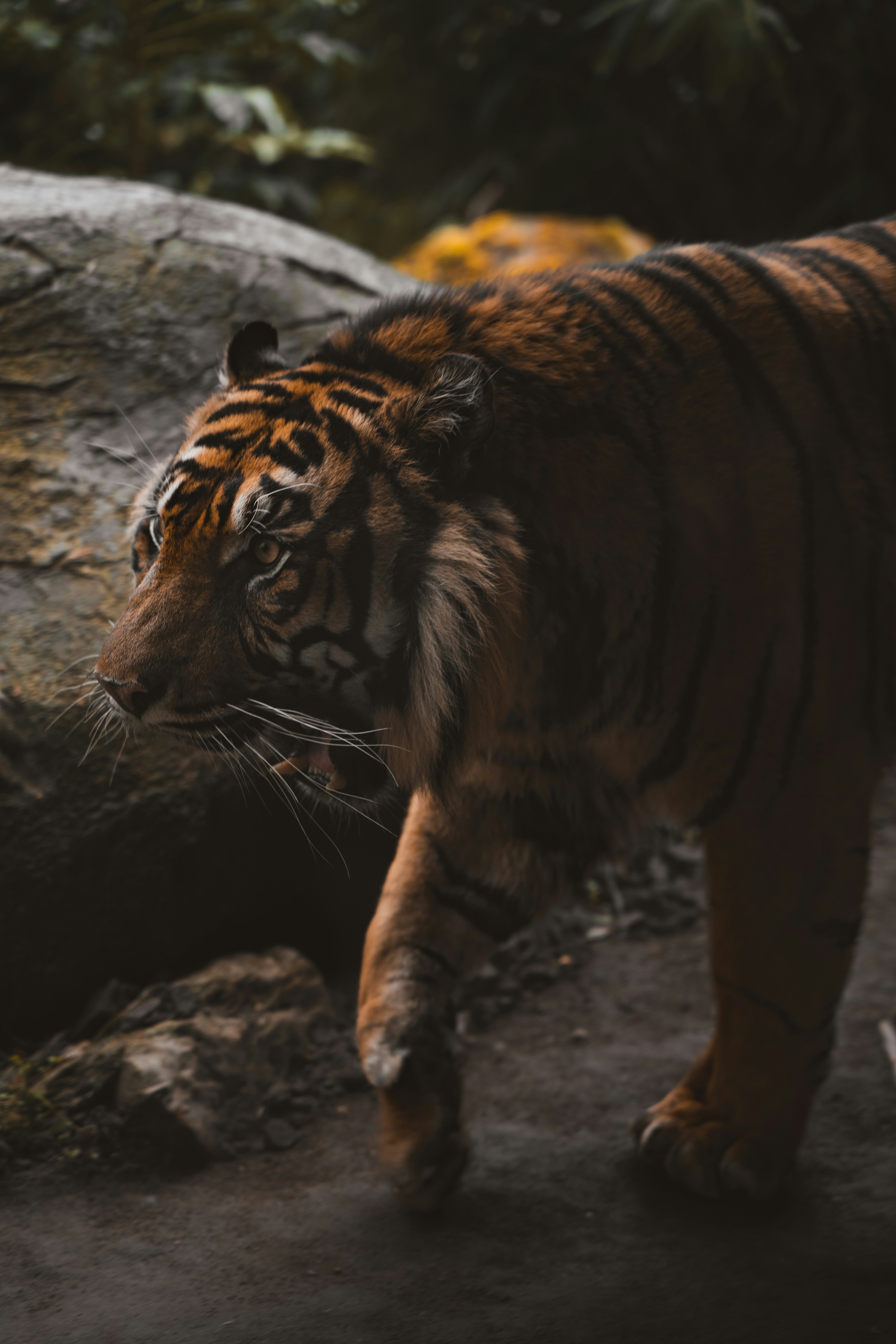 Tiger in Quiet Focus: A Stride Through Dappled Light