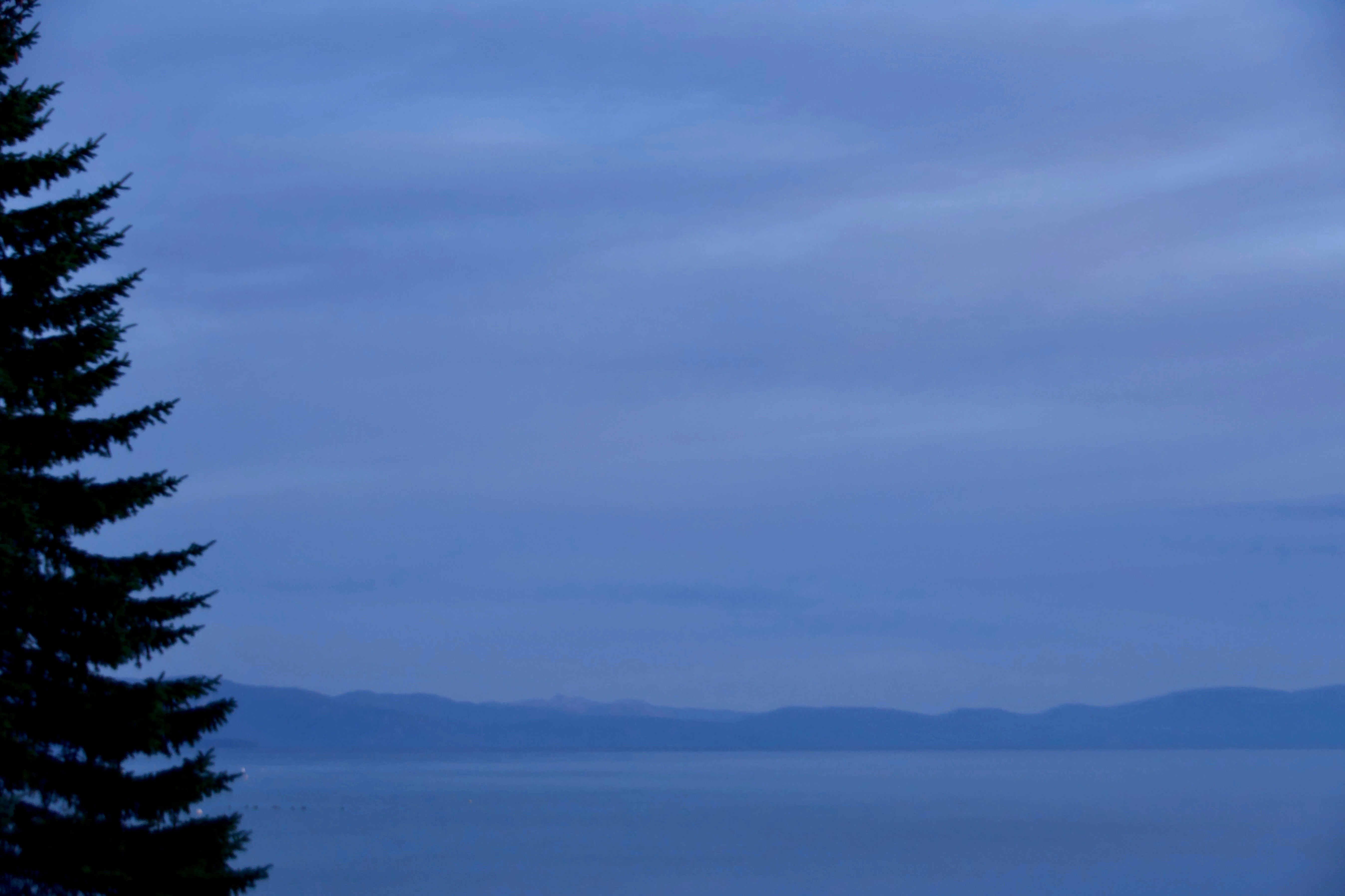 Coastal silhouette: pine on the edge of blue silence