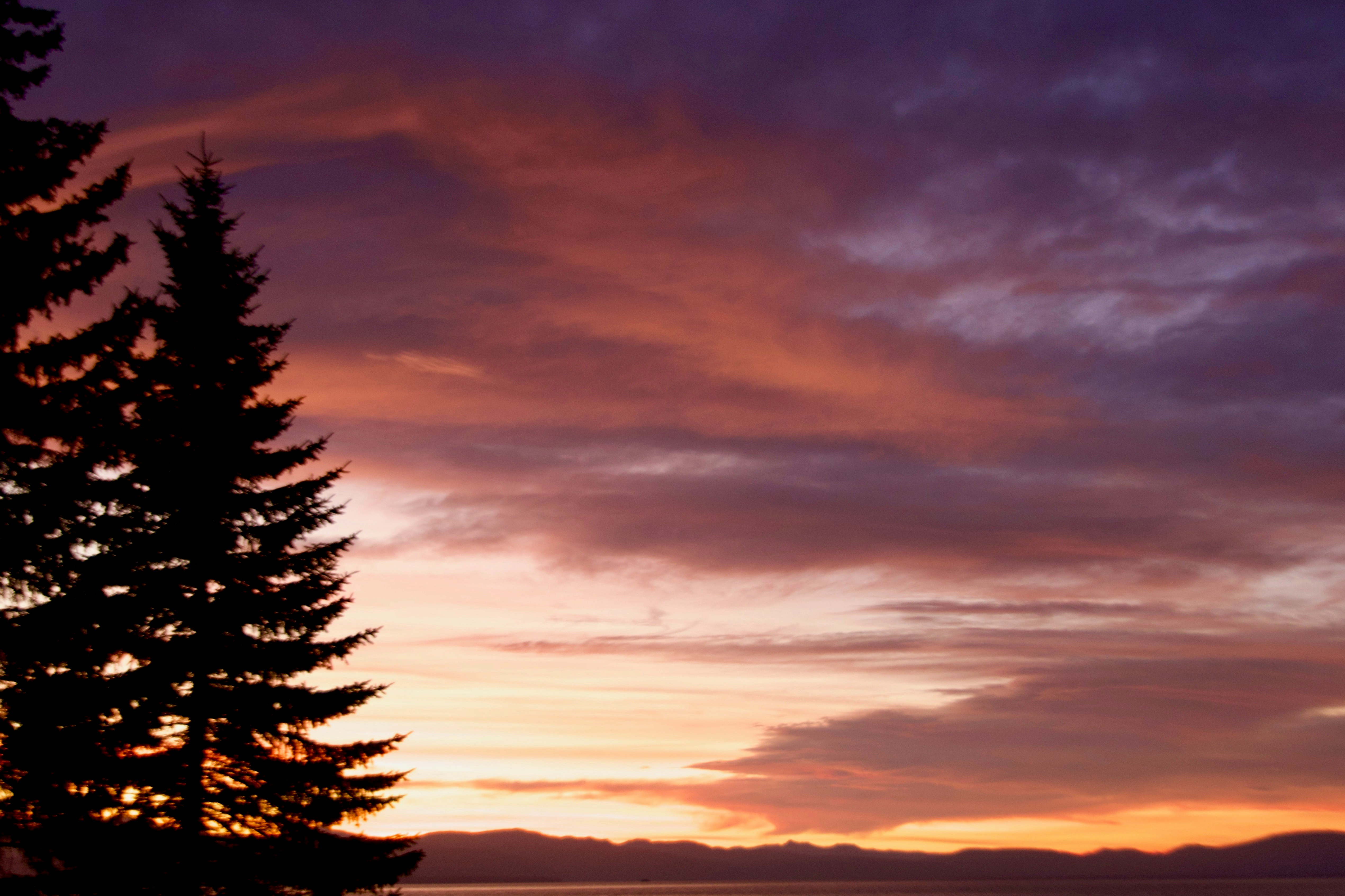 Dawn Over the Pines: Silhouetted Trees Against a Southern Sky