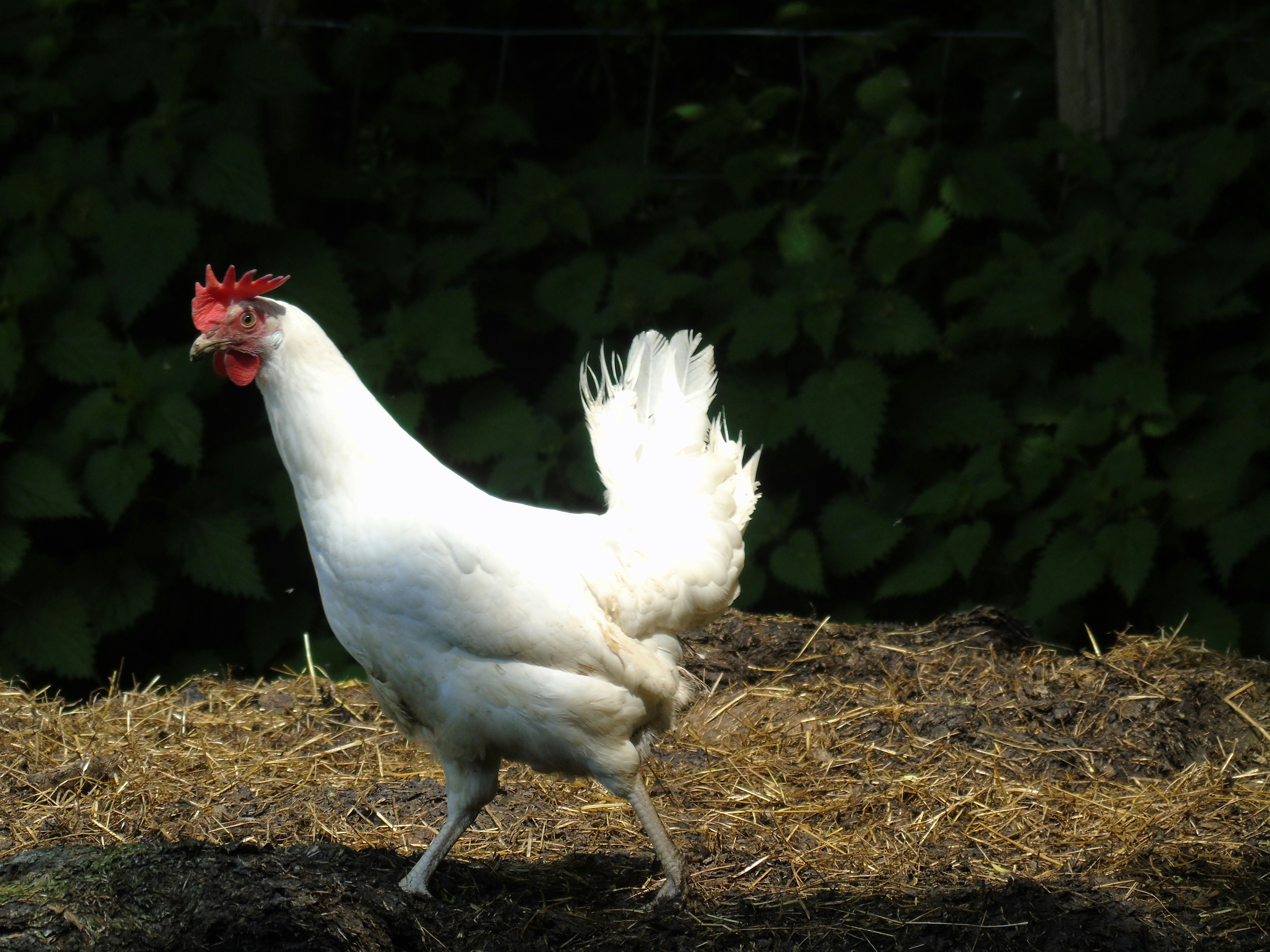 White Coop Bell: A Proud Rooster Struts Across a Straw Bed