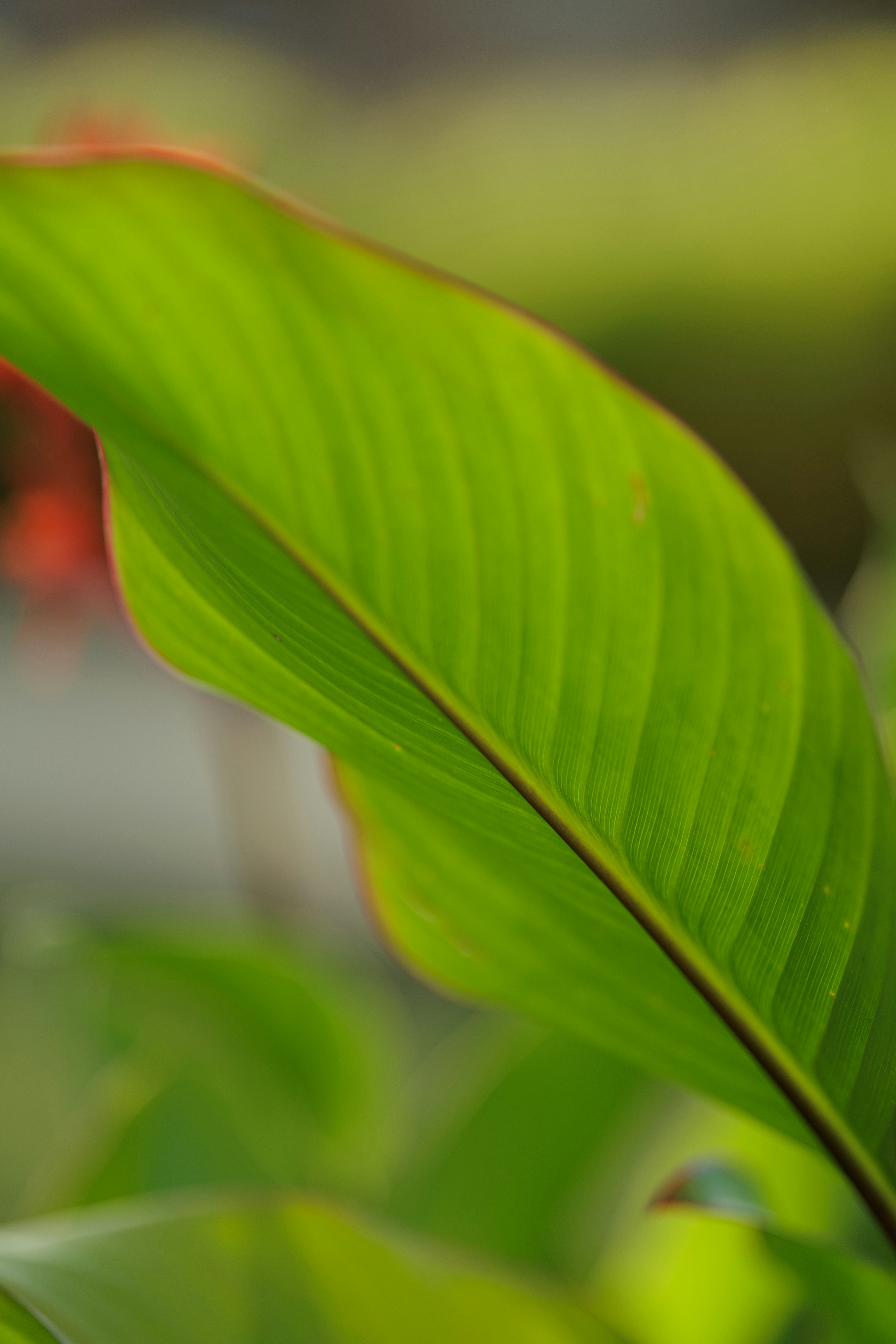 Green Curve of Life: A Leaf’s Quiet Edge