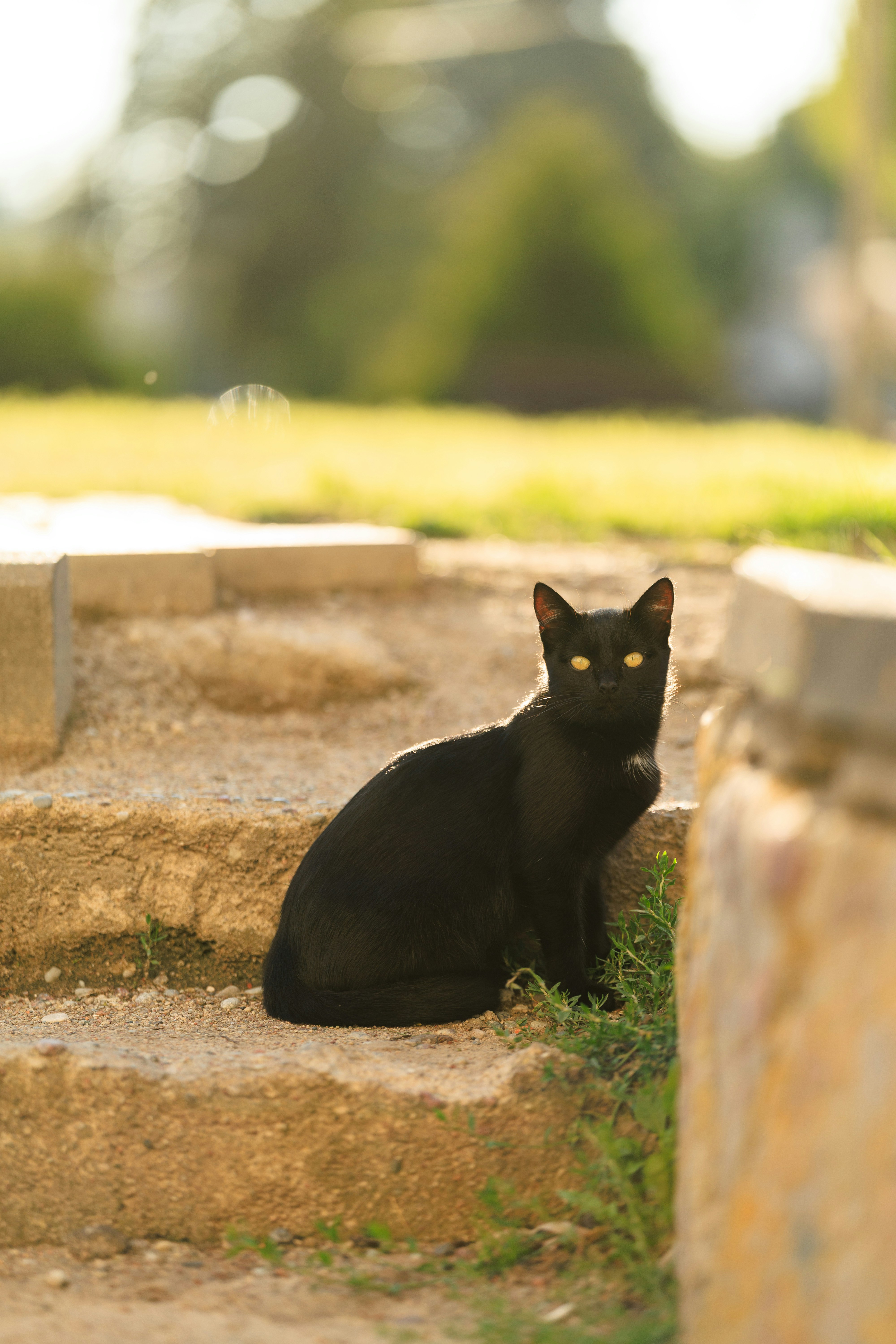 Sunlit Black Cat in a Stone Stairway