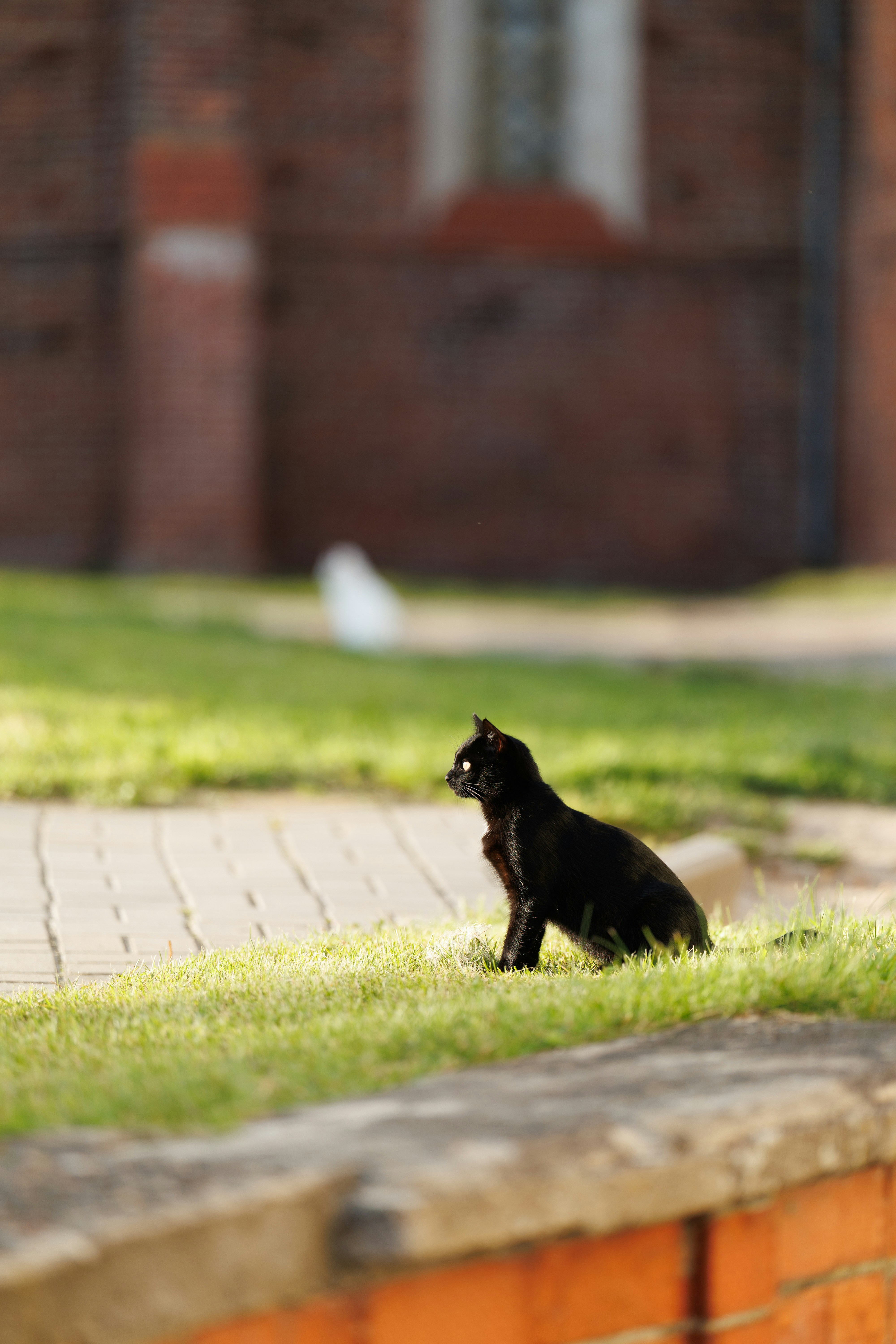 Black Kitten in a Sunlit Pedestrian Park