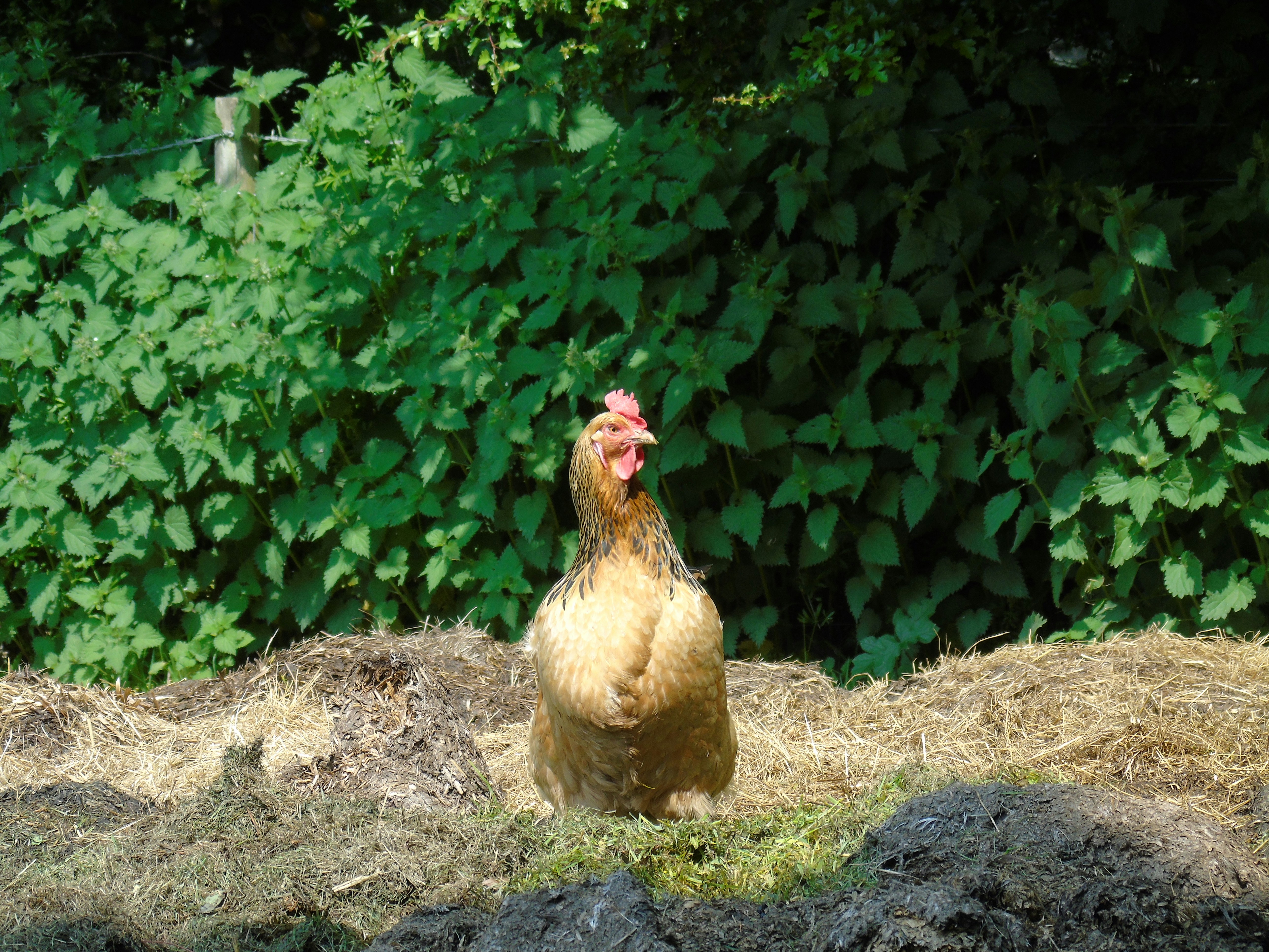 Hen in a Shallow Fold: Golden Plumage Against Verdant Backdrop