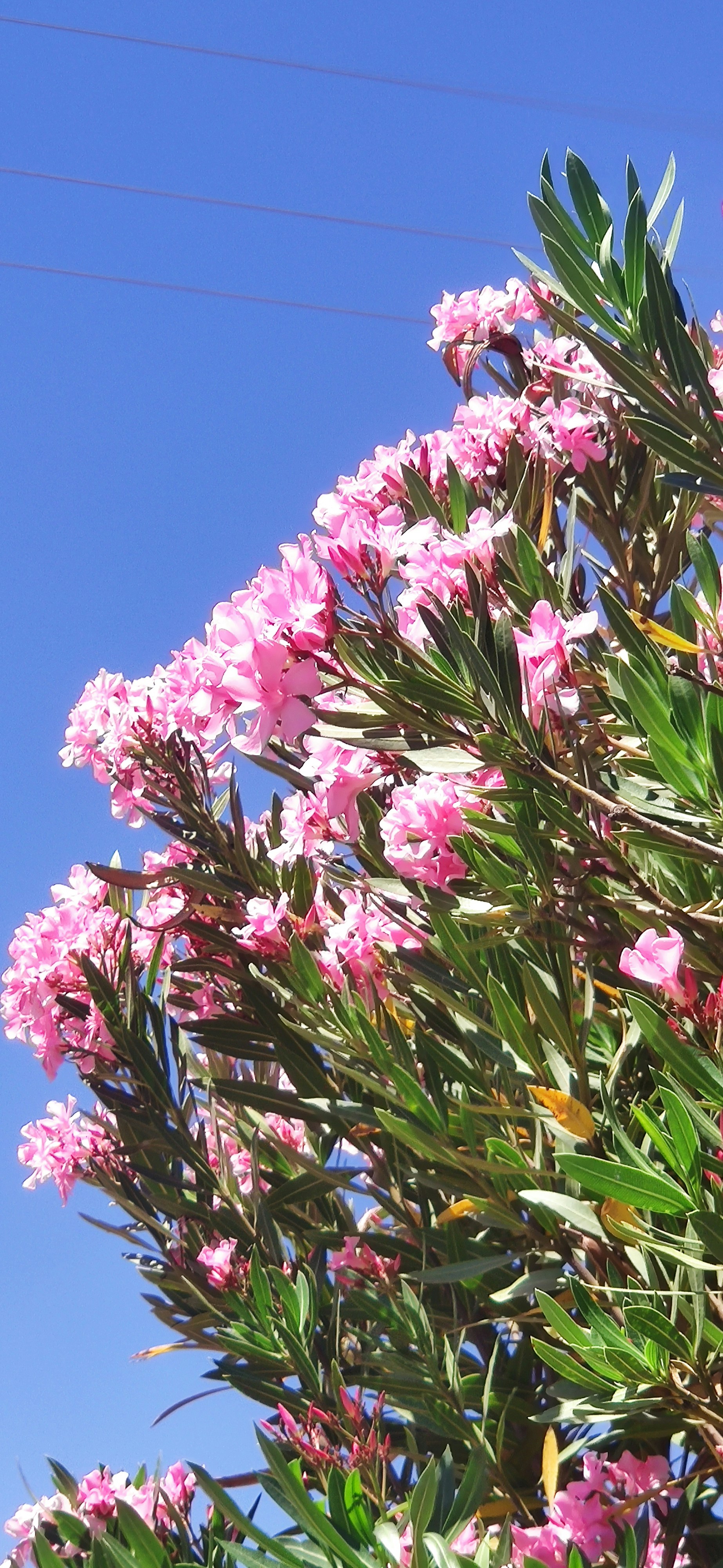 Bright pink flowers on a leafy branch reach toward a vivid blue sky, with power lines faintly visible in the background. This is a close-up of the flowering shrub, highlighting color and detail.