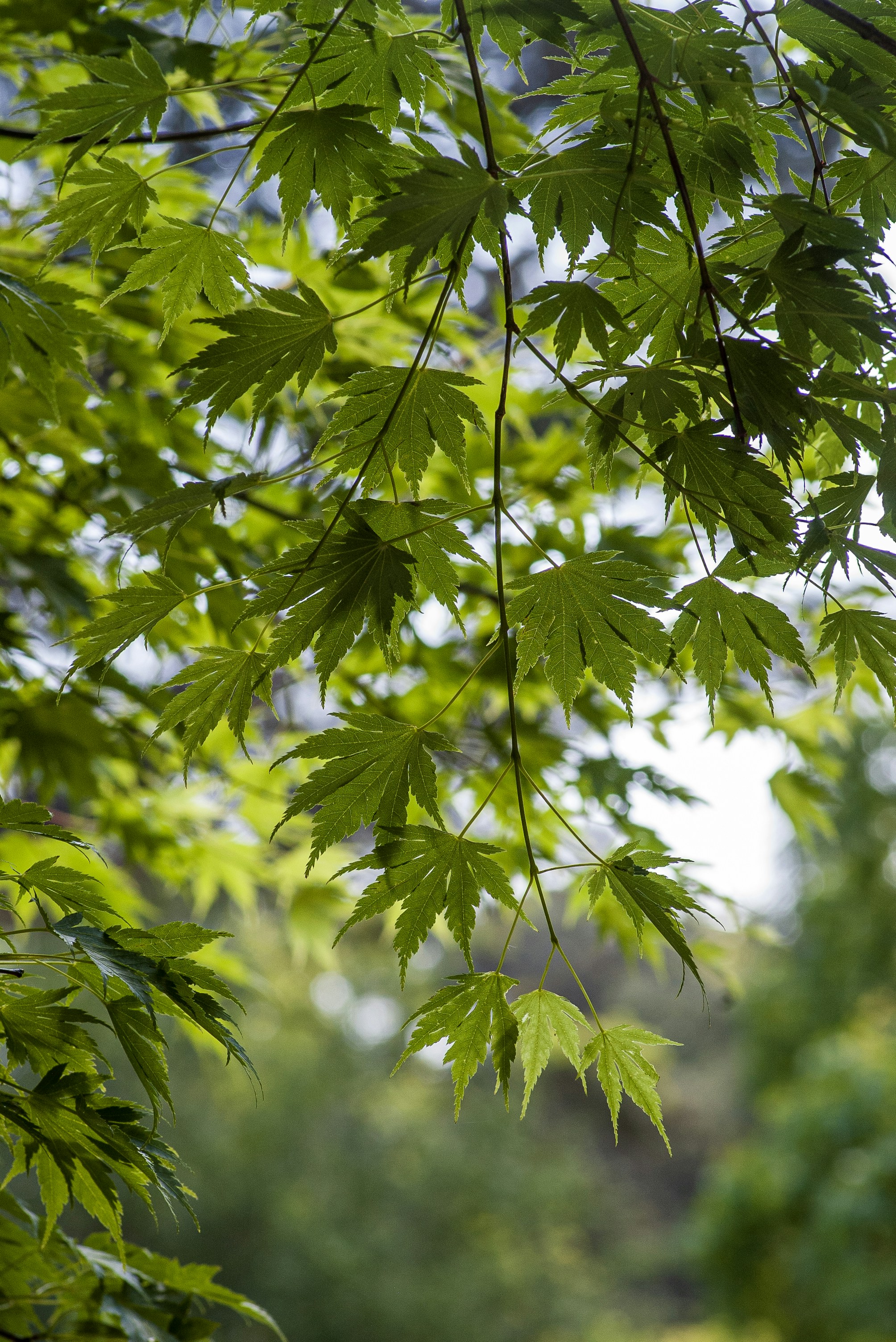 Sunlit Maple Veil: Green Leaves Draped in Quiet Afternoon Light