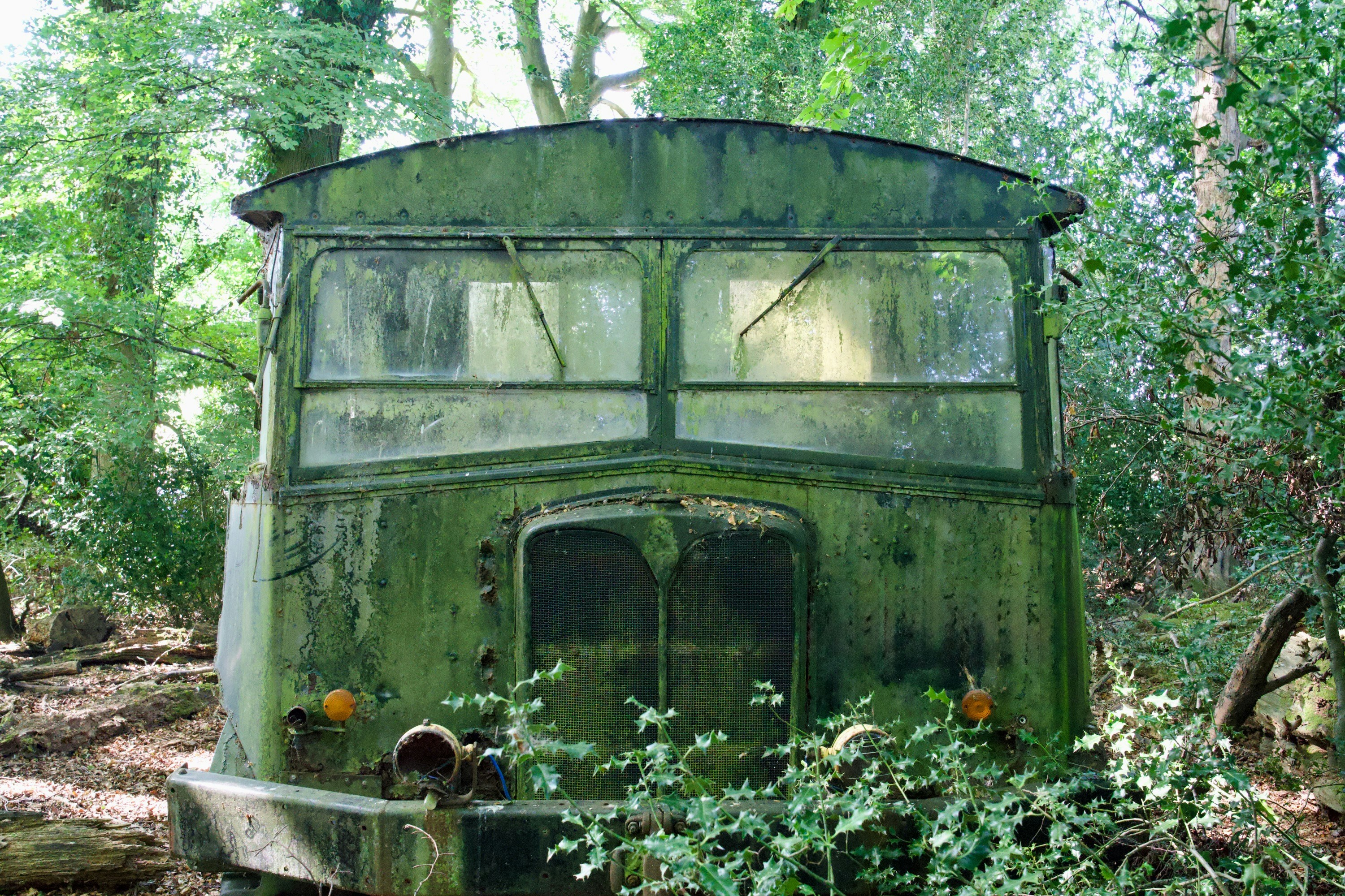 Green Relic Among the Pines