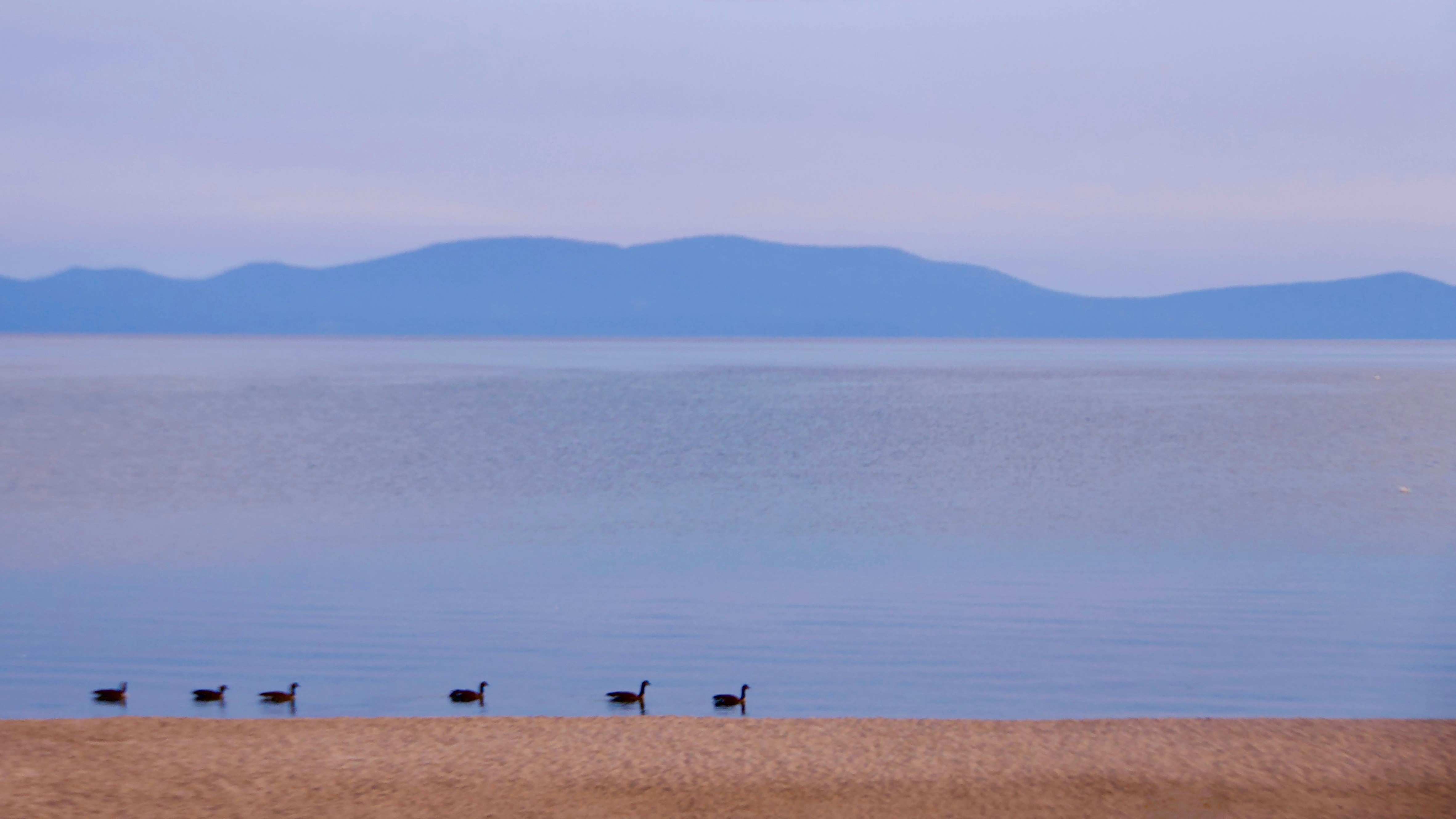 Line of Cranes at the Quiet Shore Under Distant Blue Hills