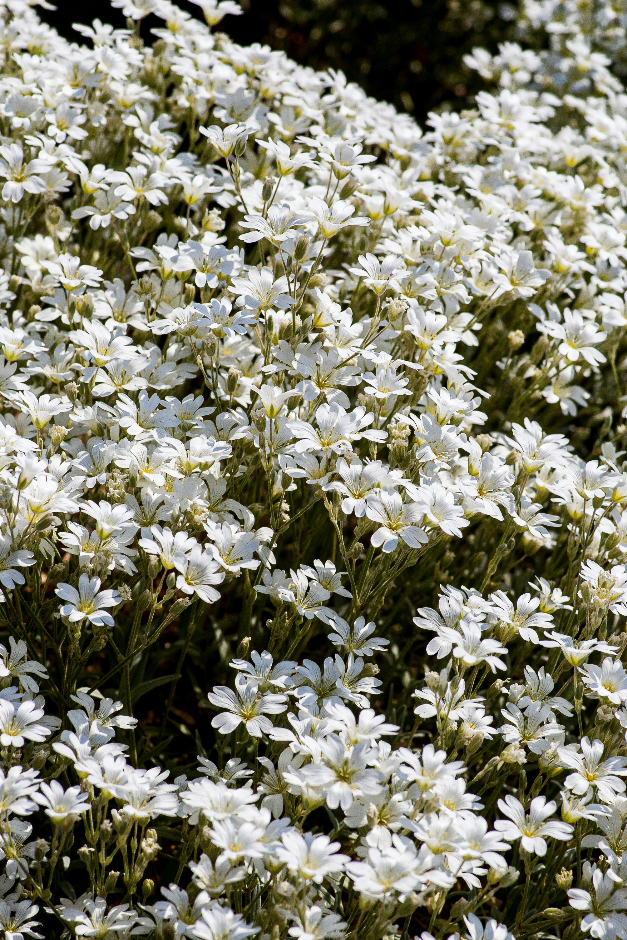 Mass of White Florals: Sunlit Field of Tiny Star-like Blooms