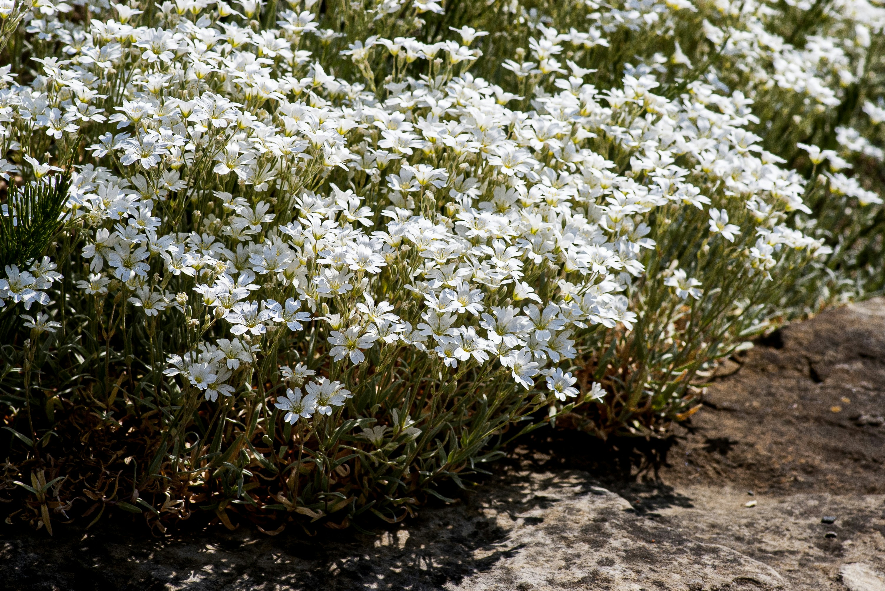White Blanket: A Low-Profile Sea of Blossoms Along Sunlit Rock
