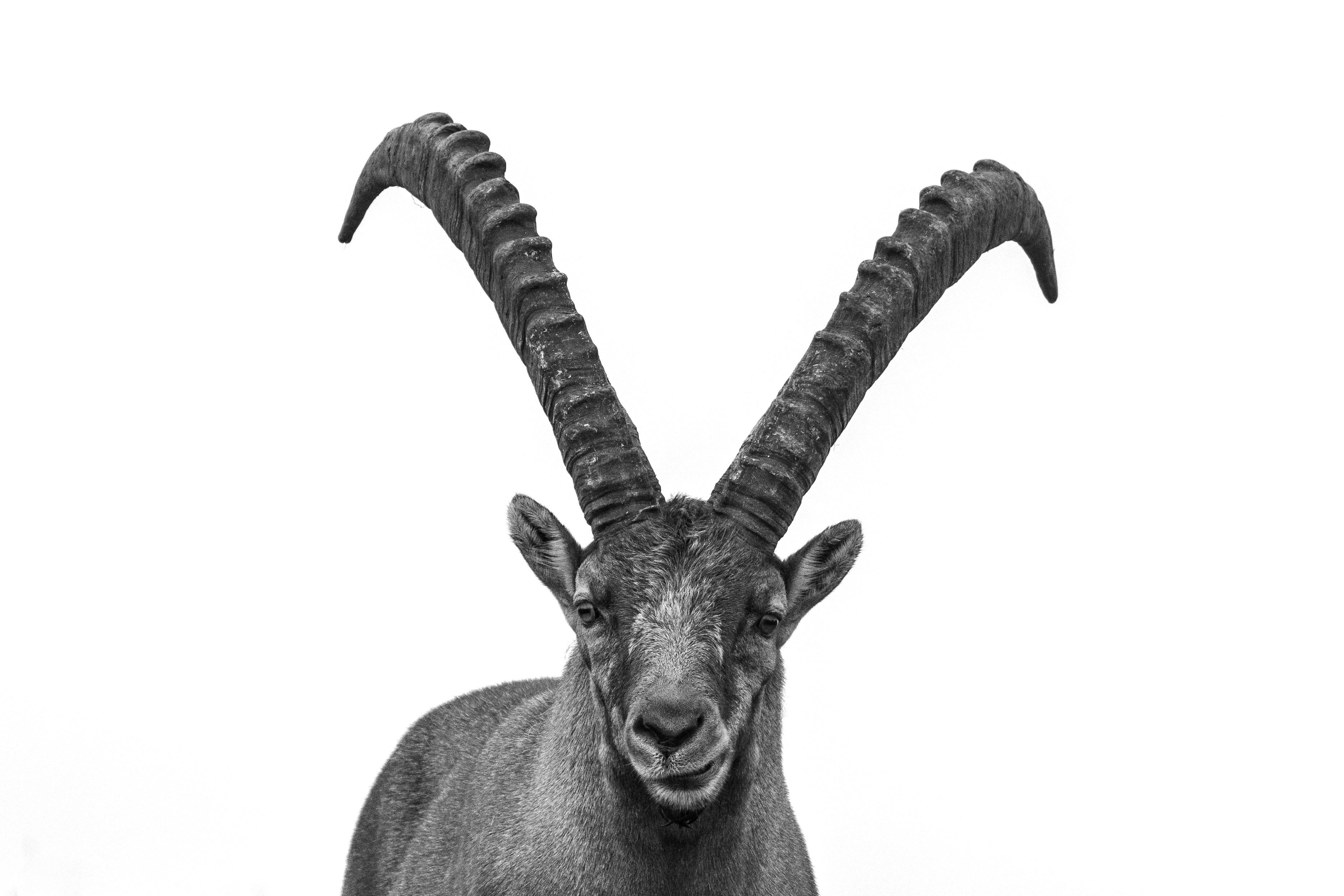 Close-up portrait of a ram with prominent curved horns against a white background, emphasizing the head and horns.