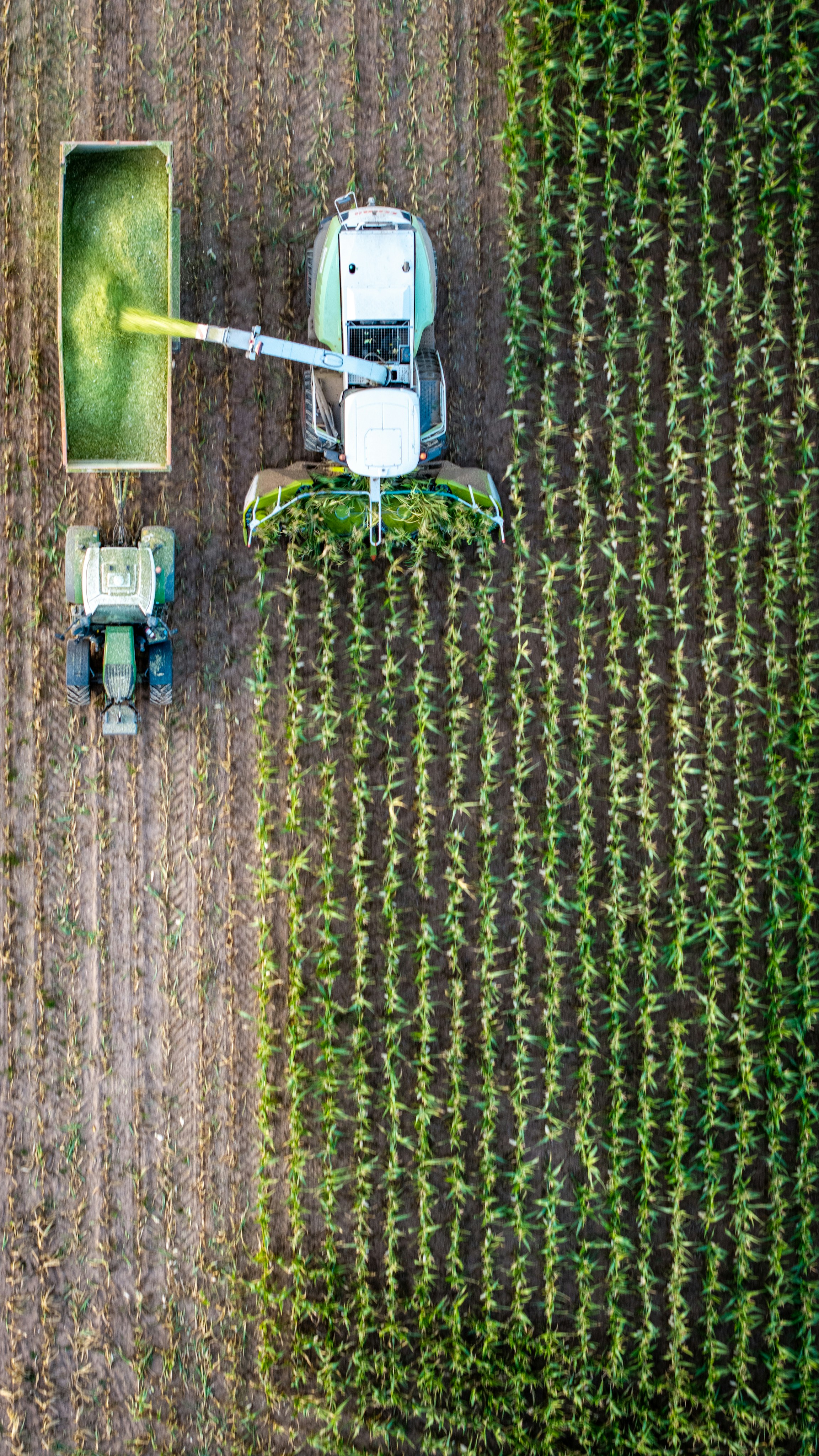 Aerial Harvest: Green Machinery at Work Over Rows of Seedlings