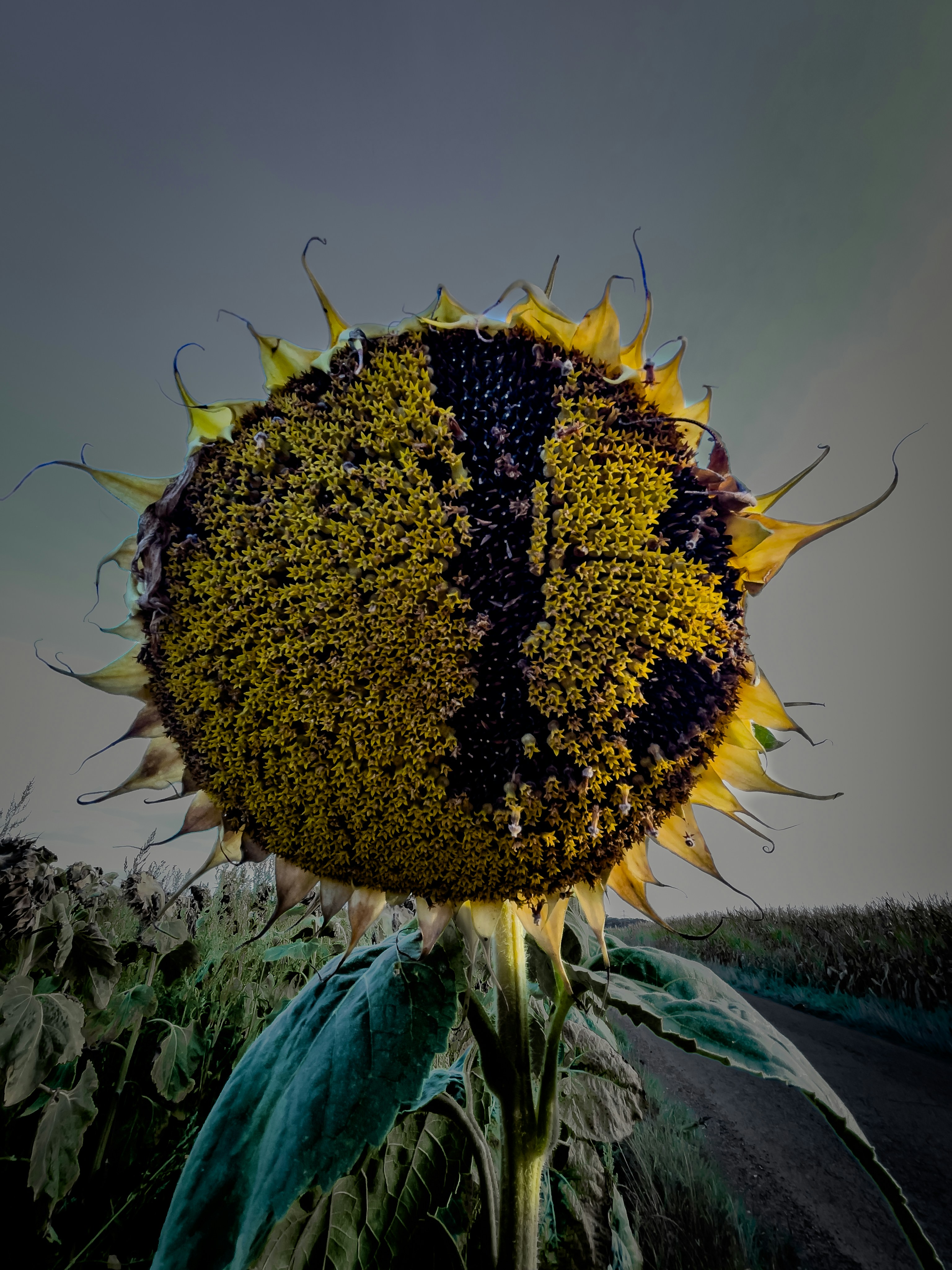 Sun-kissed Bloom: A Titan Sunflower Dominates the Field