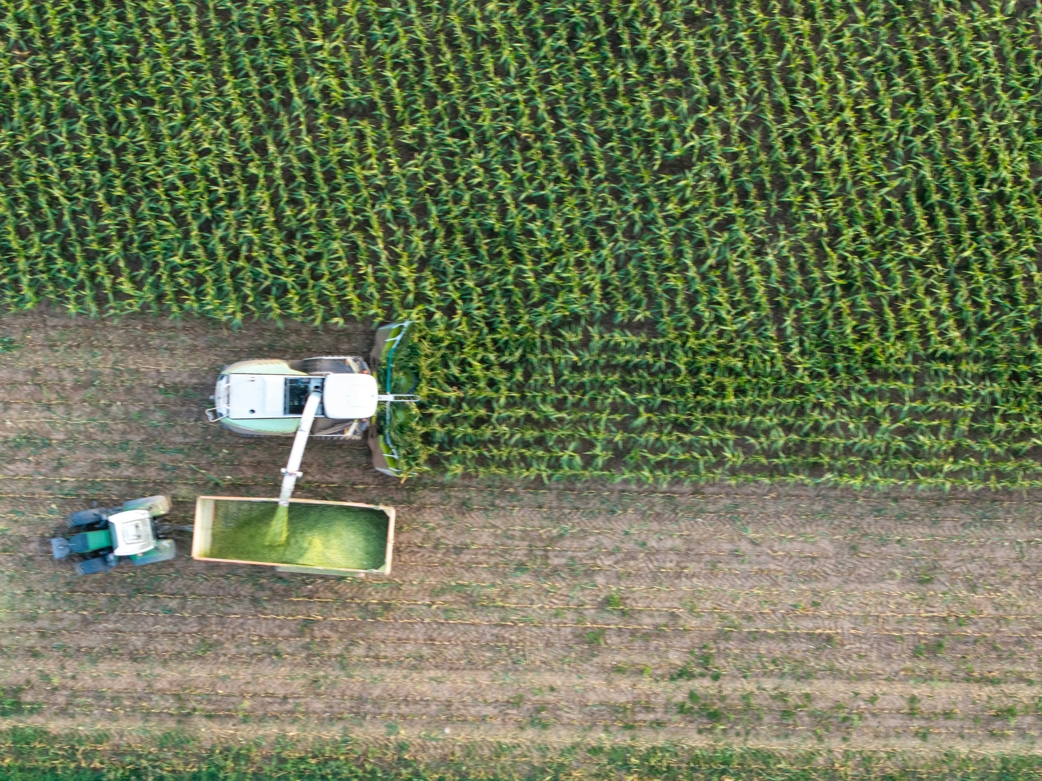 Aerial Harvest: Cornfield and Harvesters in Quiet Alignment