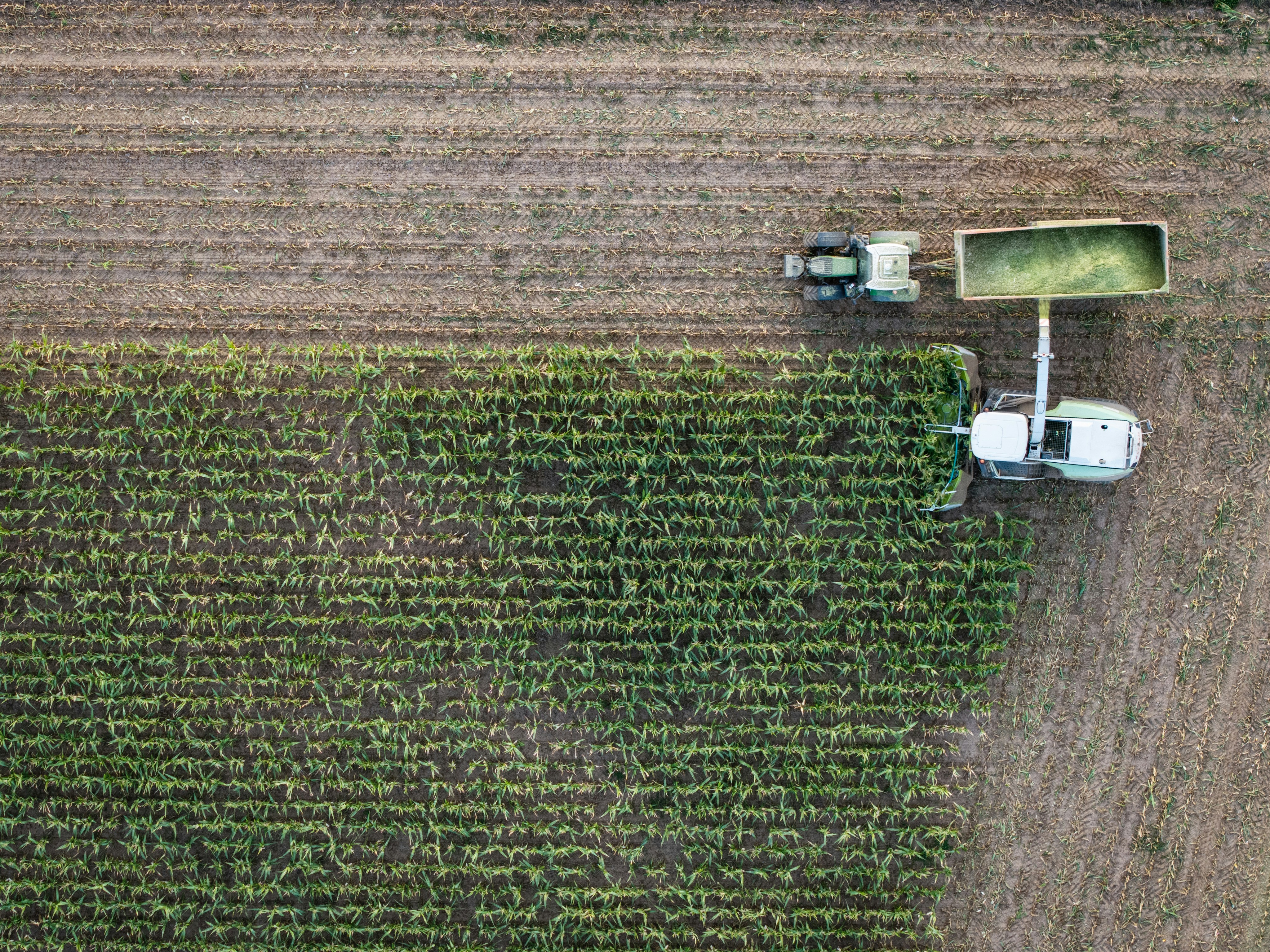 Harvest Line: Aerial Tapestry of Greens and Golds