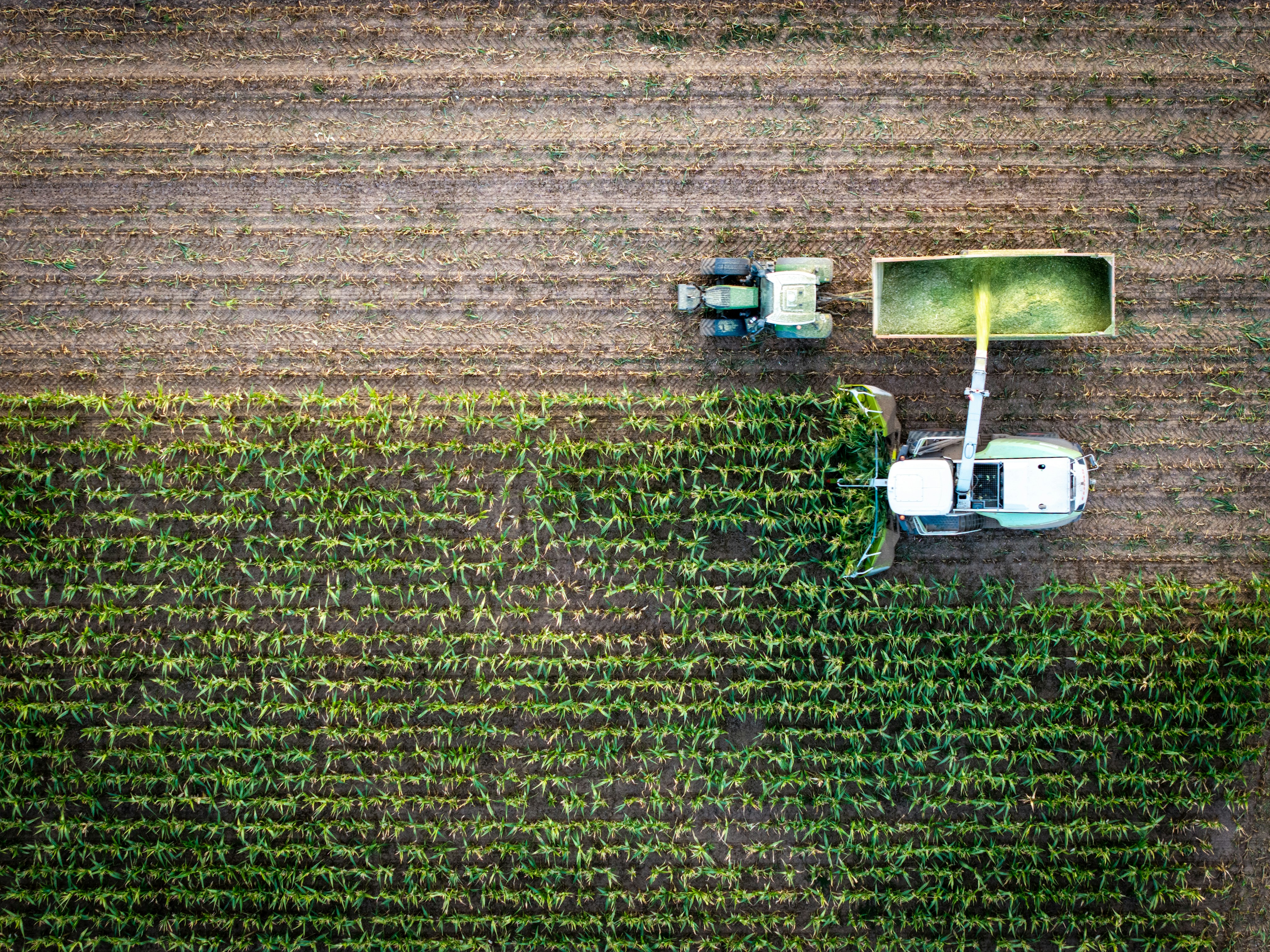 Harvest Sky: A Tender Field Orchestrated by a Running Harvester
