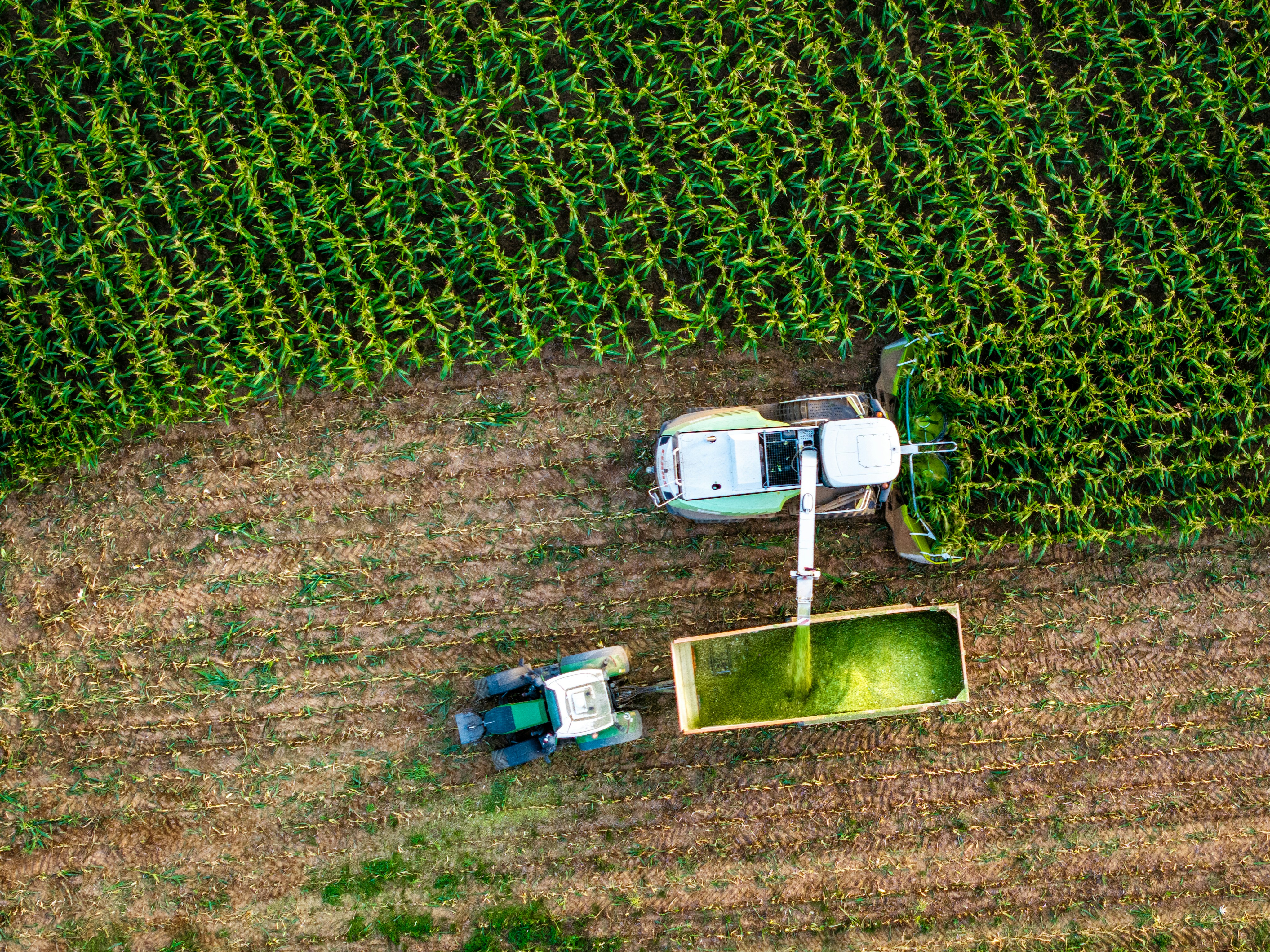 Harvester’s Arrow: Aerial View of a Soy Field Harvest