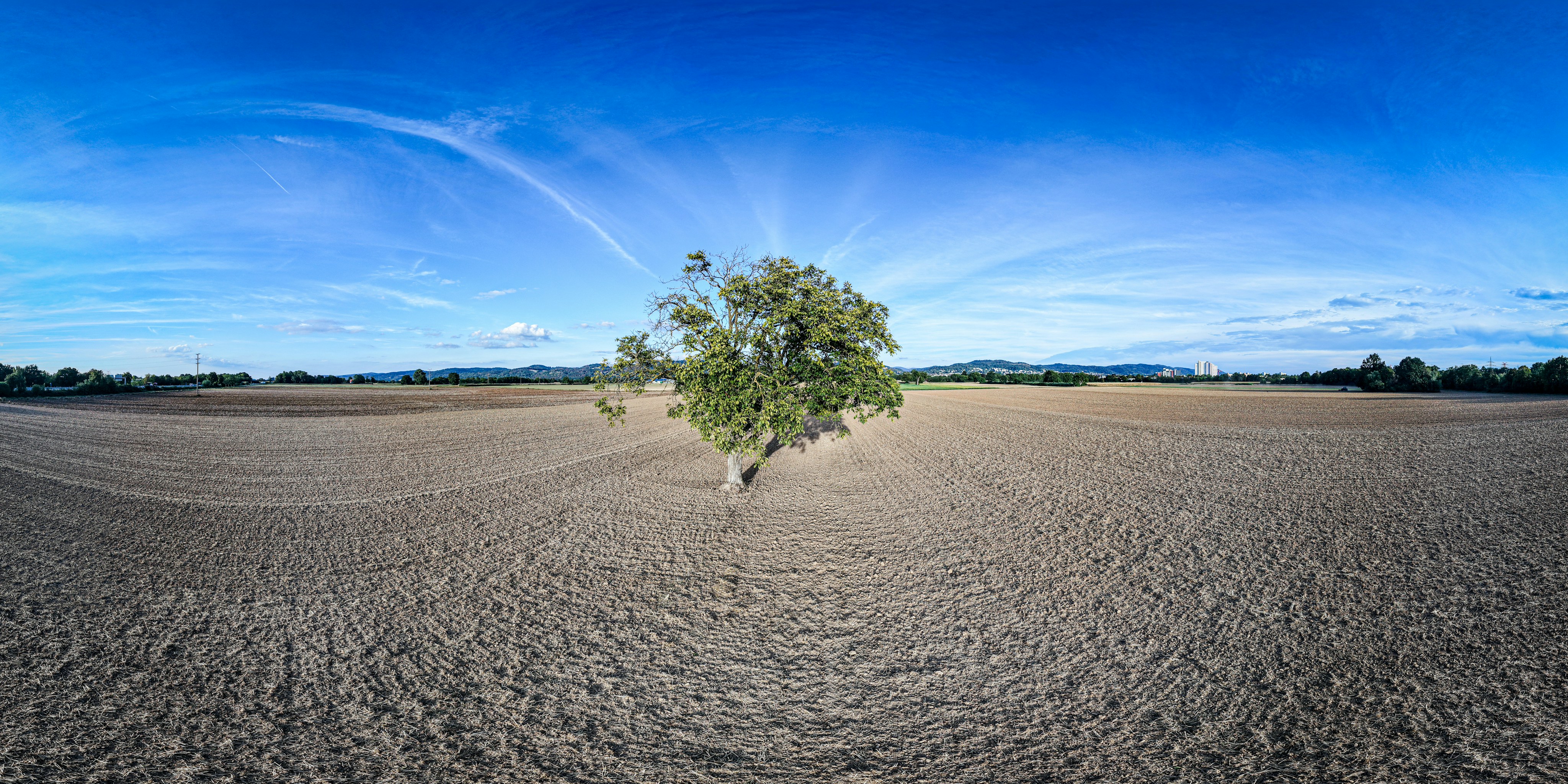 A Lone Tree Standing Clear in a Parched Plain Under a Wide Blue Sky
