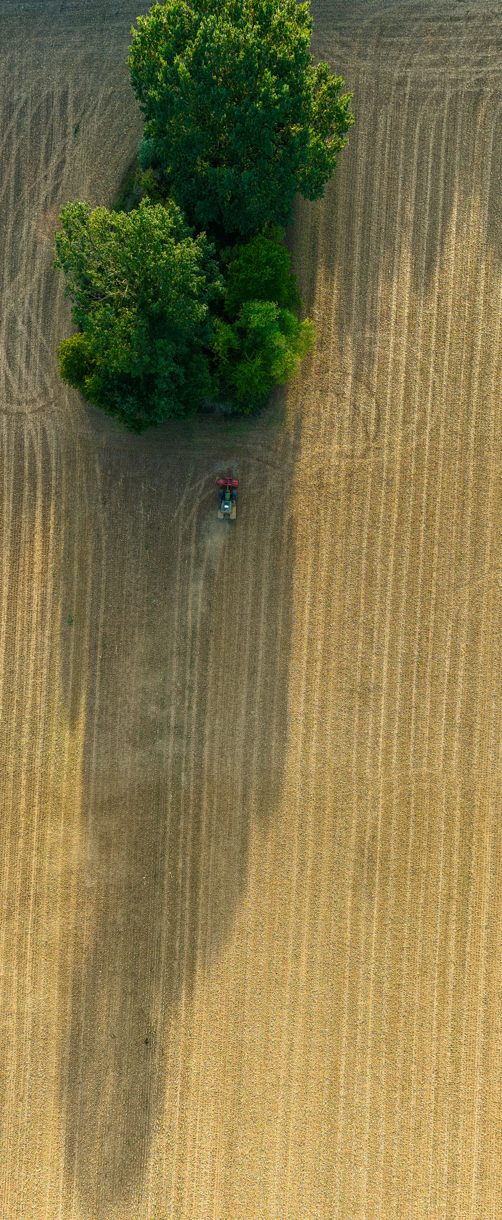 Harvest Path Under the Canopy: A Drone’s Glimpse of Field and Tree Line
