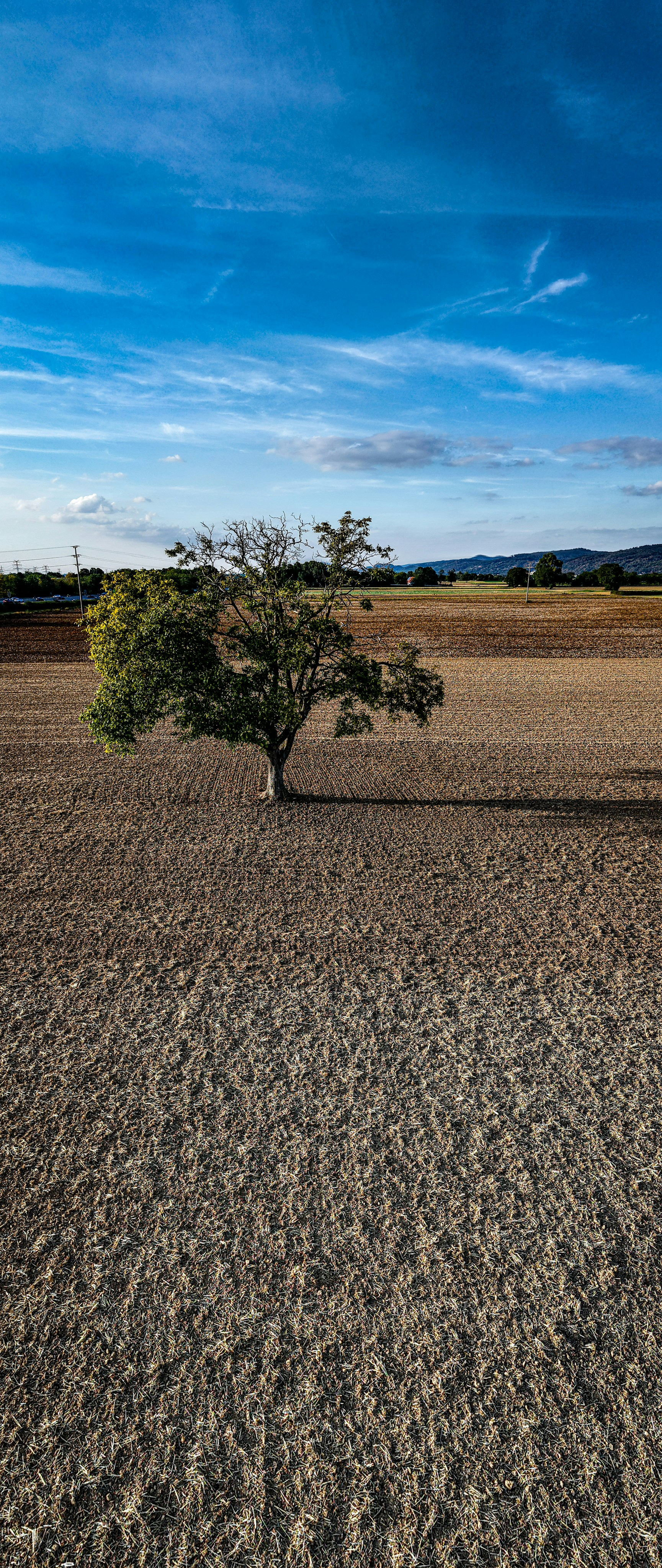Isolated Gnarled Tree in Wide-Open Field Under Expansive Sky