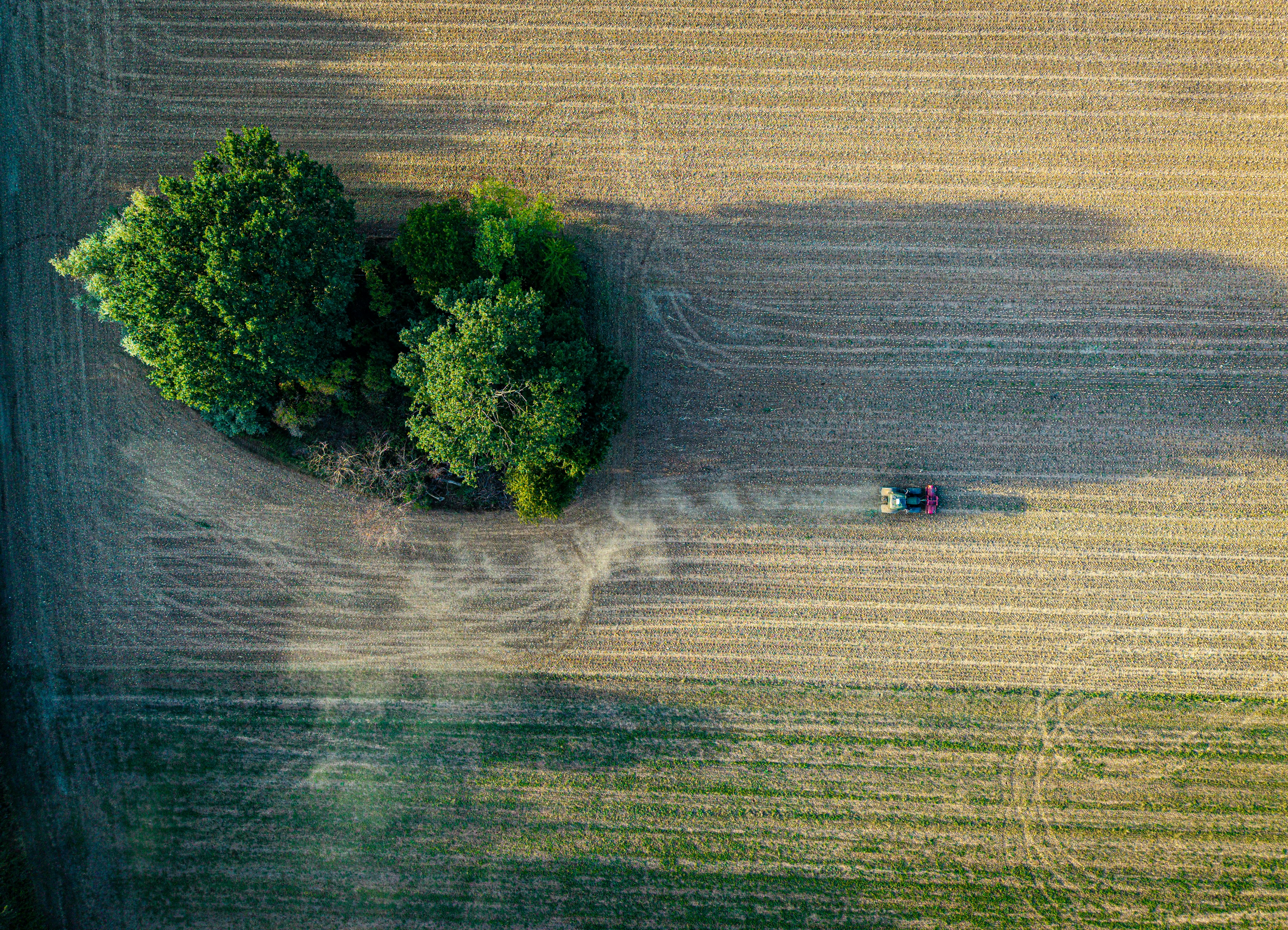 Verdant Islet: A Lone Tree Cluster Surrounded by Stubble