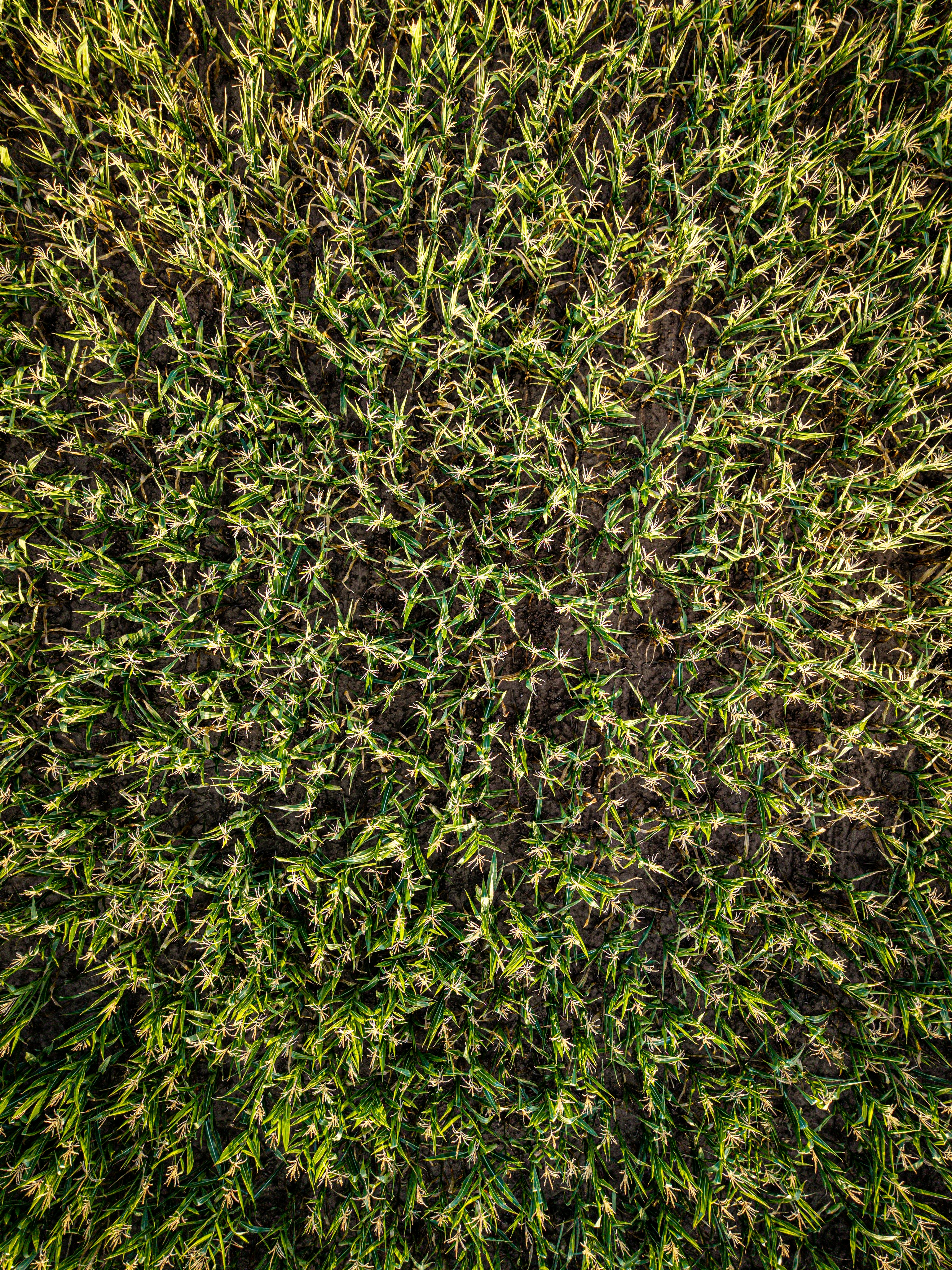 Overhead Field of Young Crops: A Sea of Green Rises From Dark Soil