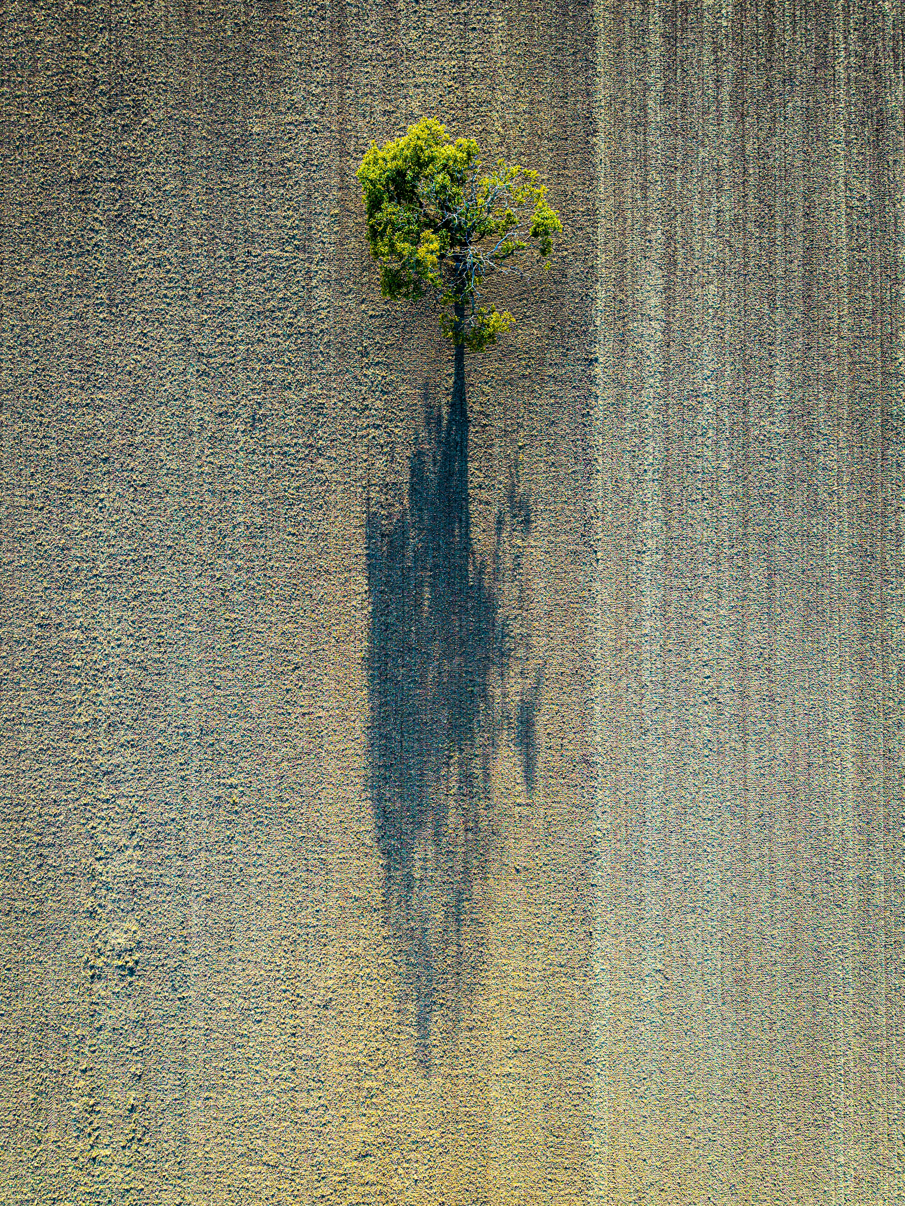 Solitary Green Peak: A Lone Tree Rising from Parched Fields