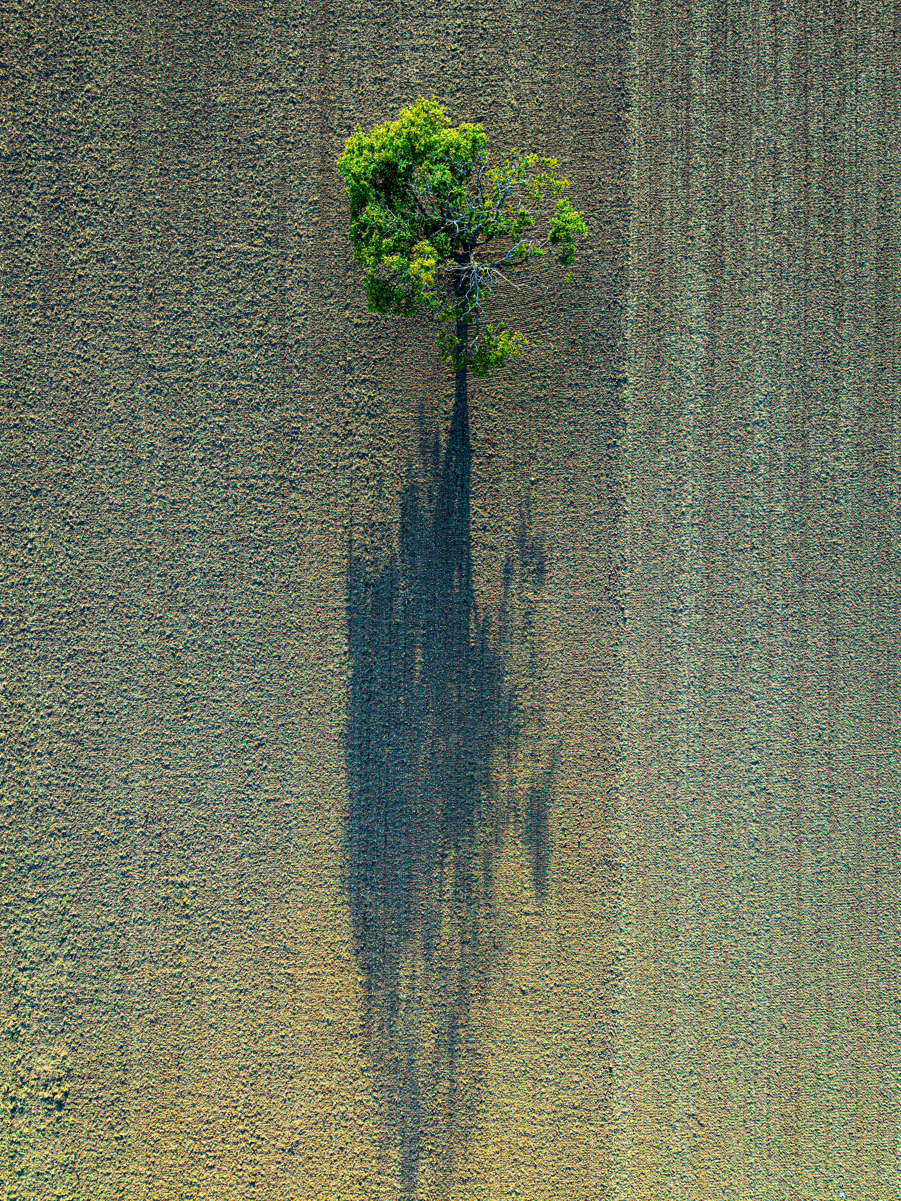 Solitary Green Amidst Tiled Earth