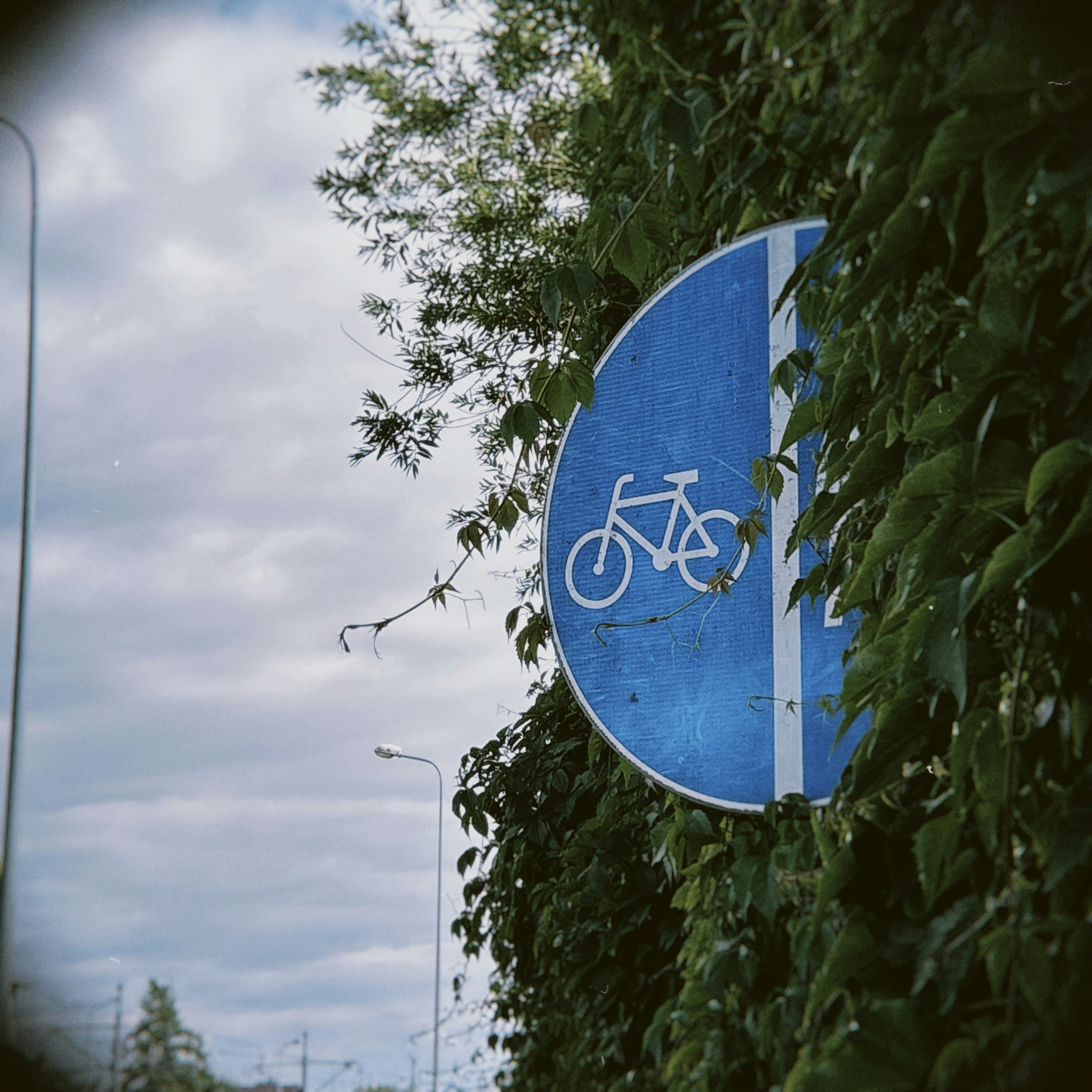 Bicycle Sign Weaving Through Veins of Greenery