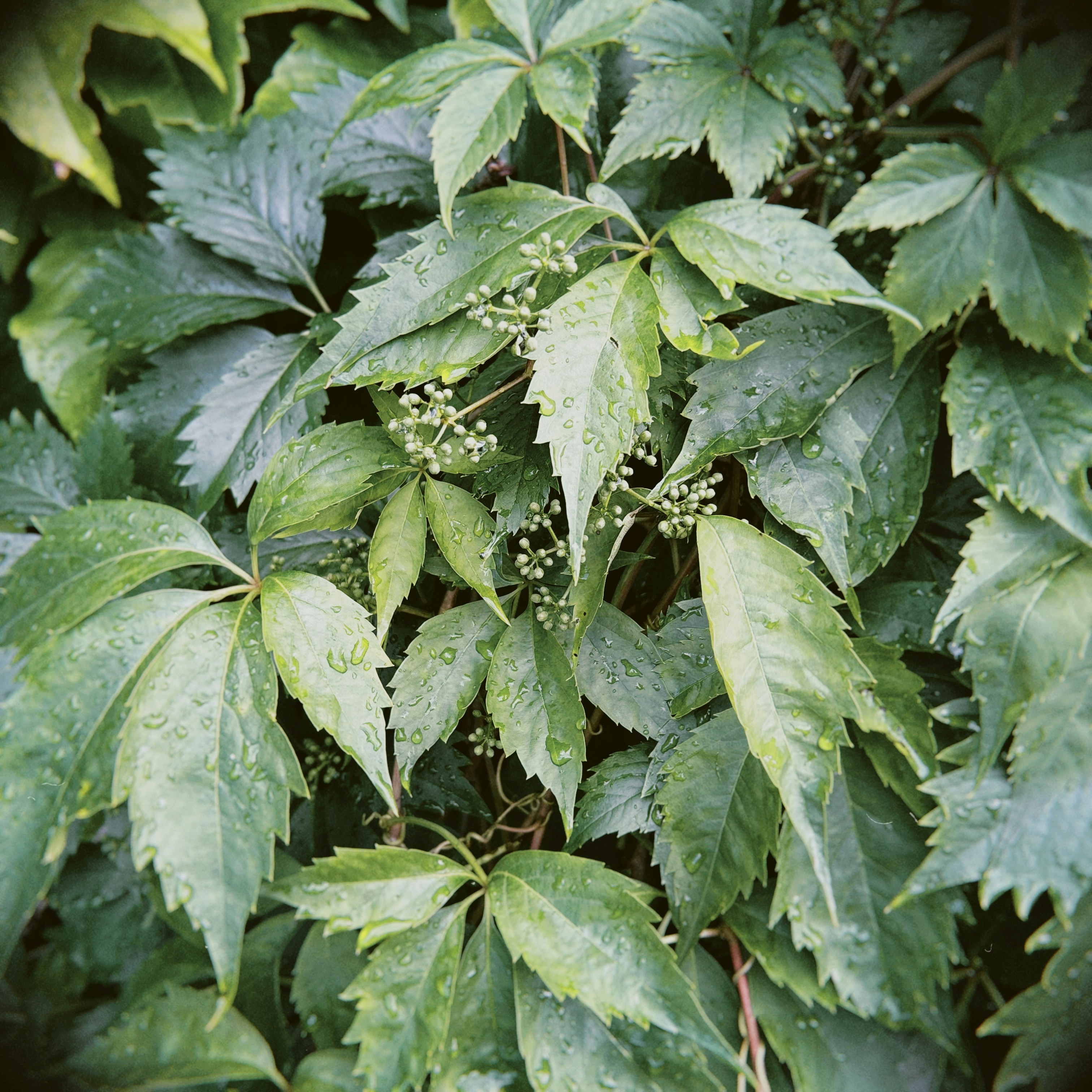 Close-Up of Verdant Leaves: Dew-Kissed Foliage with Subtle Floral Buds