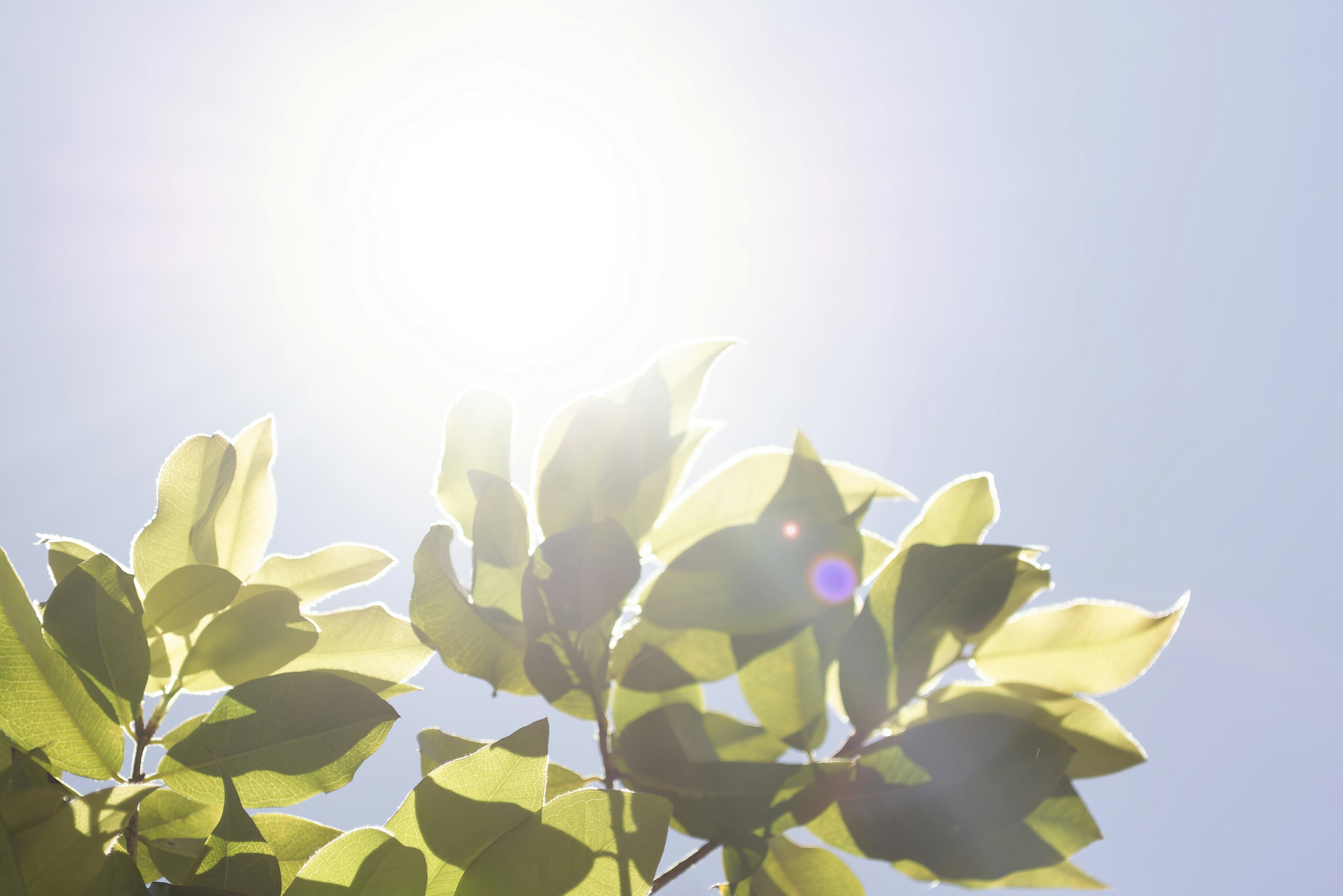 Bright sun above translucent leaves with strong backlight and lens flare, capturing the vibrant greens against a pale sky; indicates outdoor growth and warmth. This is a photograph.