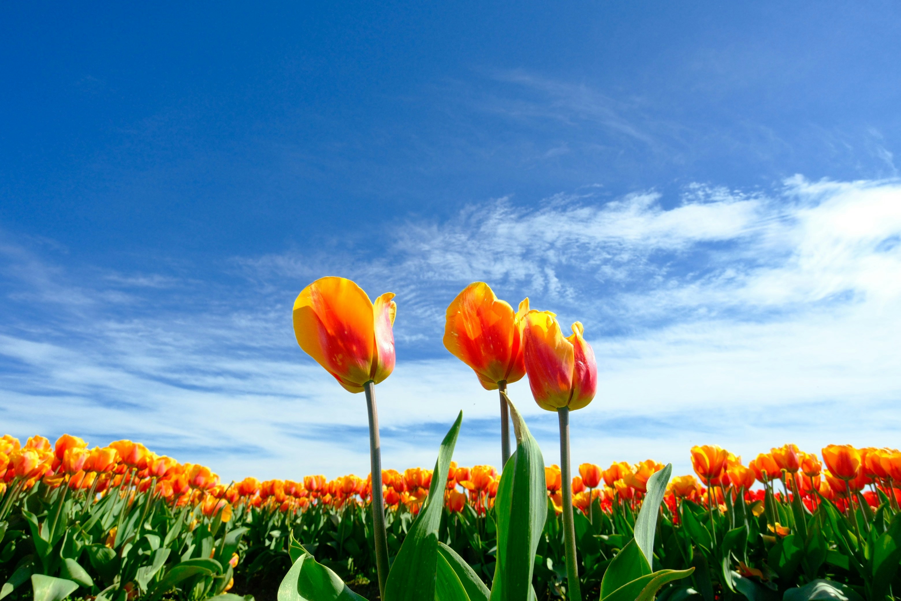 Tulip Armada Under a Vivid Blue Sky